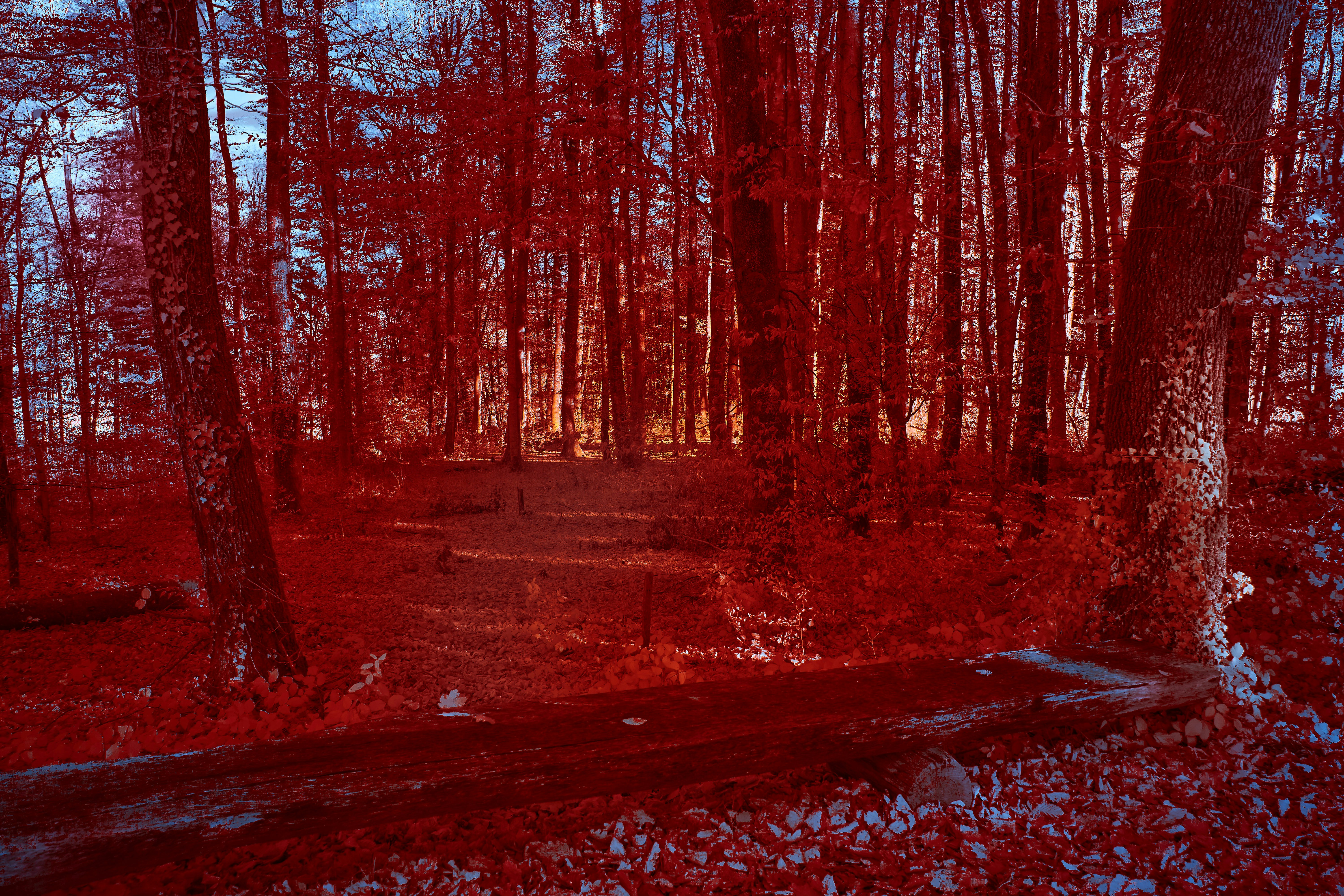 Brown Forest Pictures | Download Free Images on Unsplash