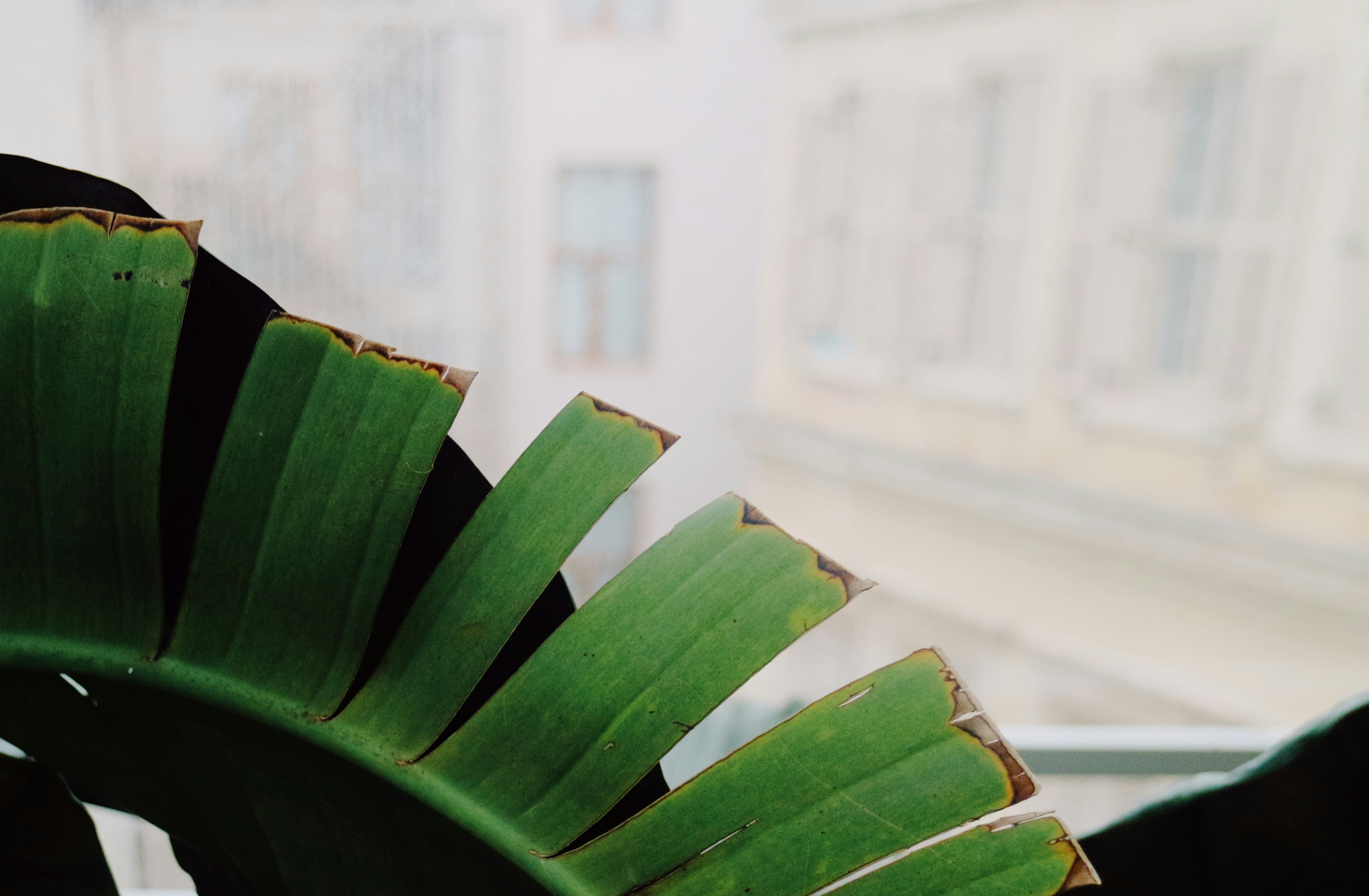Emergent Leaf in Focus: Framing Near a Quiet Window