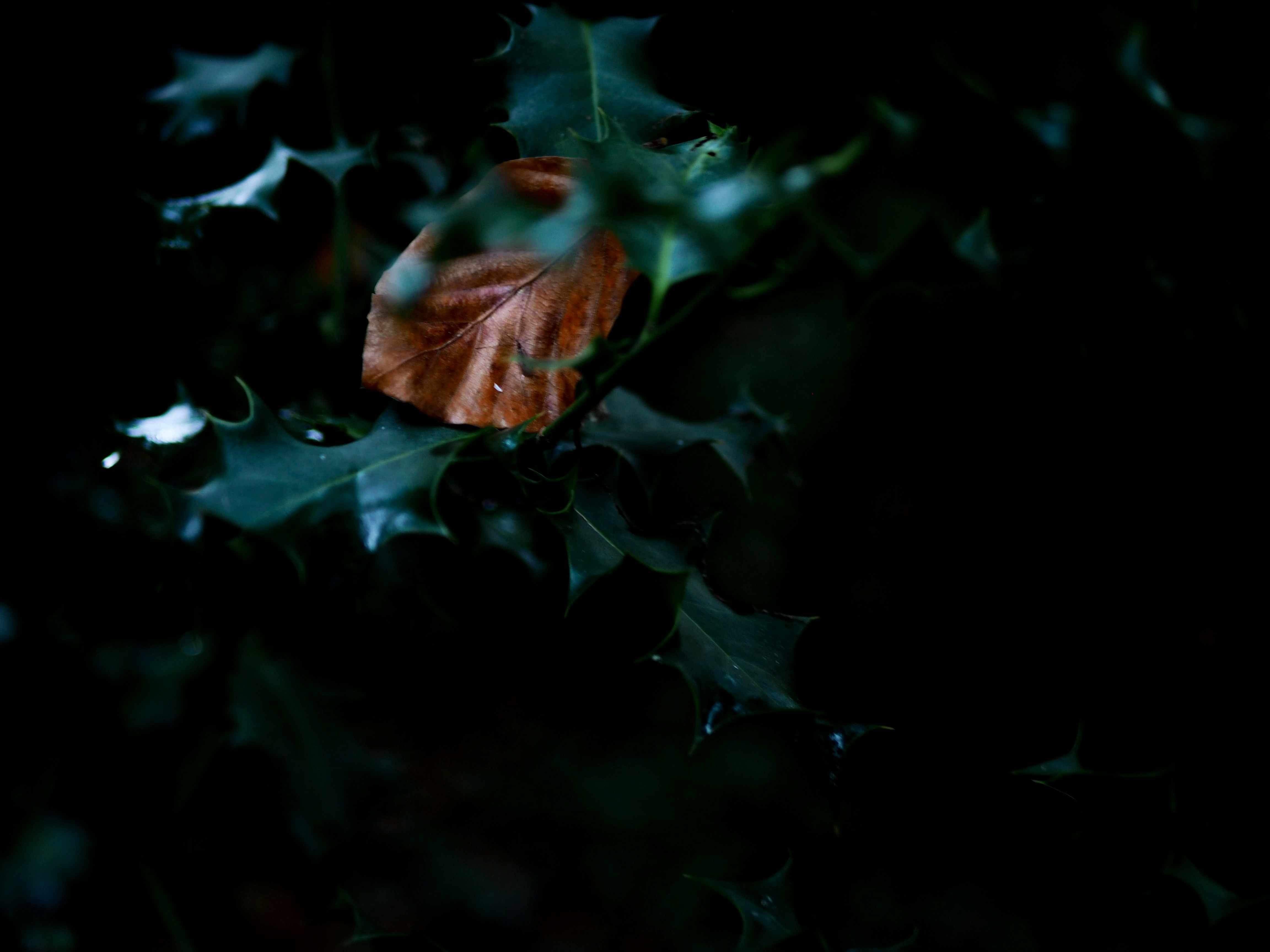 One Rusty Leaf in a Sea of Verdant Holly