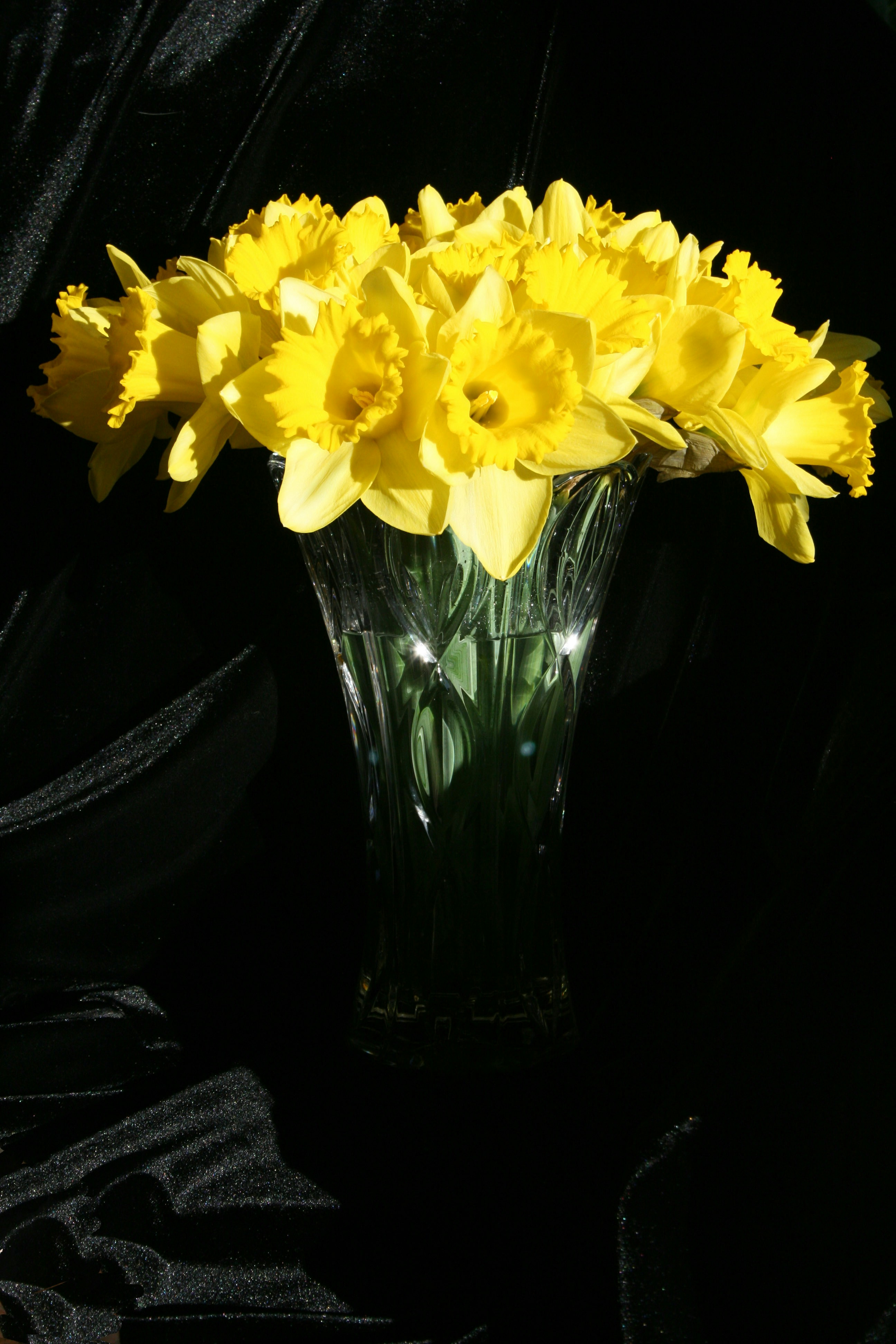 Vibrant bouquet of yellow daffodils in a crystal vase against a dark backdrop.