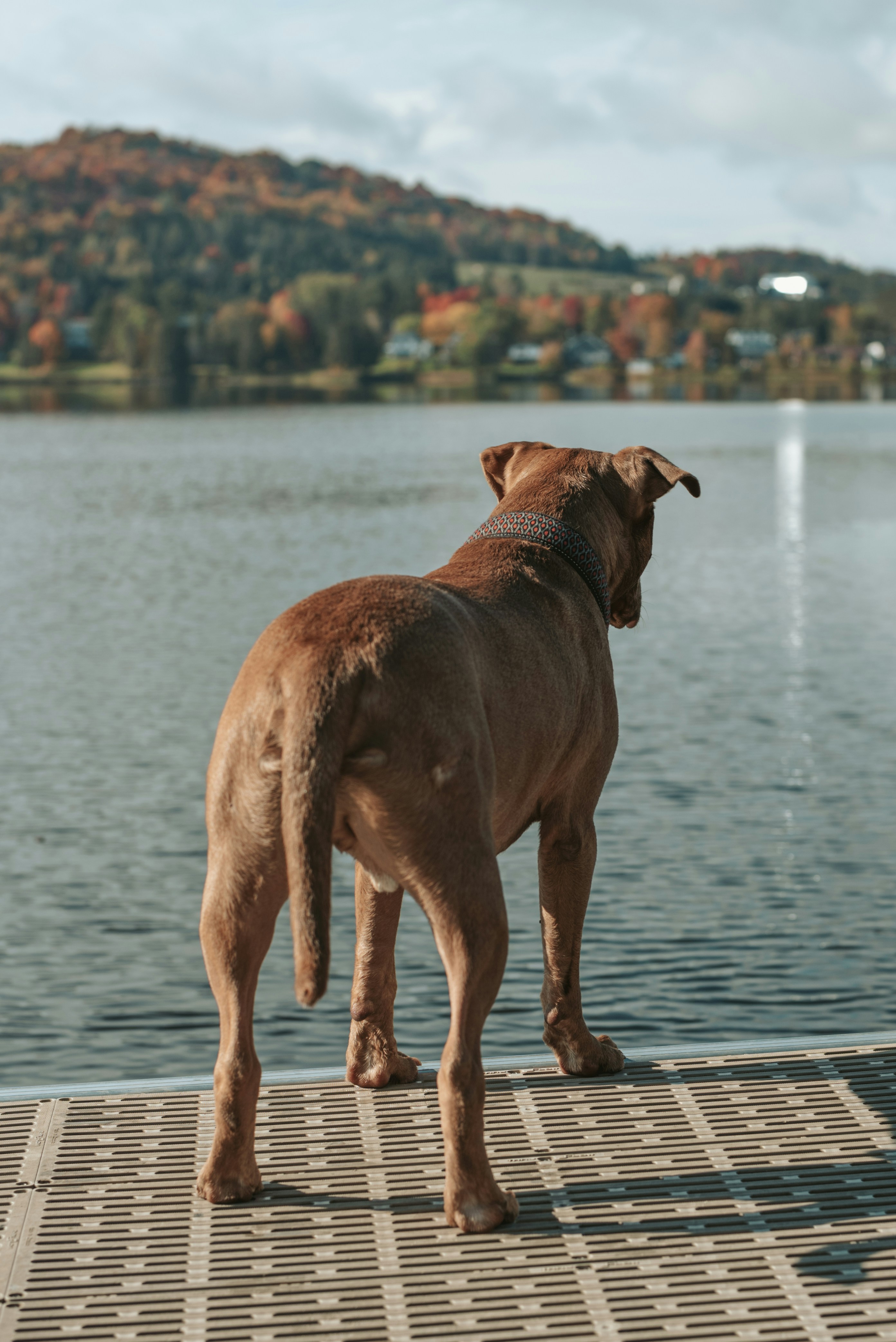 A brown dog stands on a dock, gazing at a tranquil lake surrounded by autumn foliage. The scene evokes a sense of calm and connection with nature.