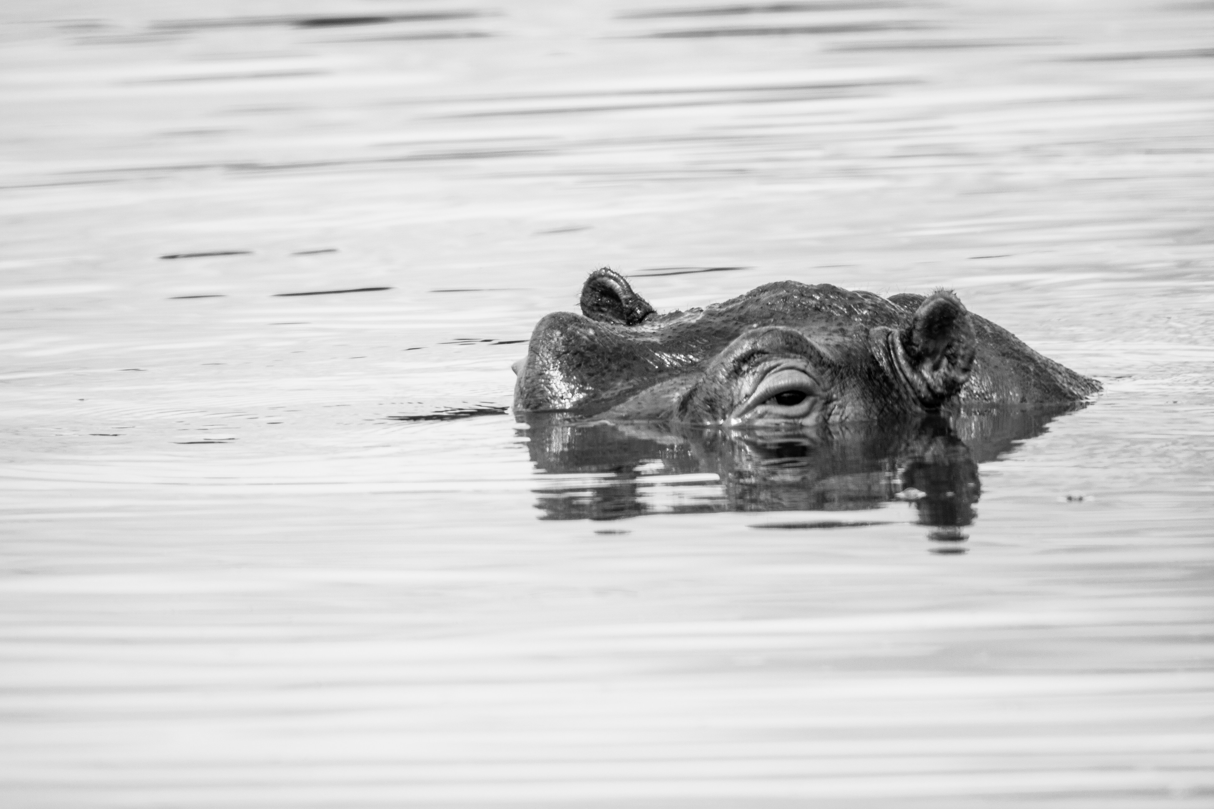 Hippo Emergence: Calm Eyes Above the Waterline