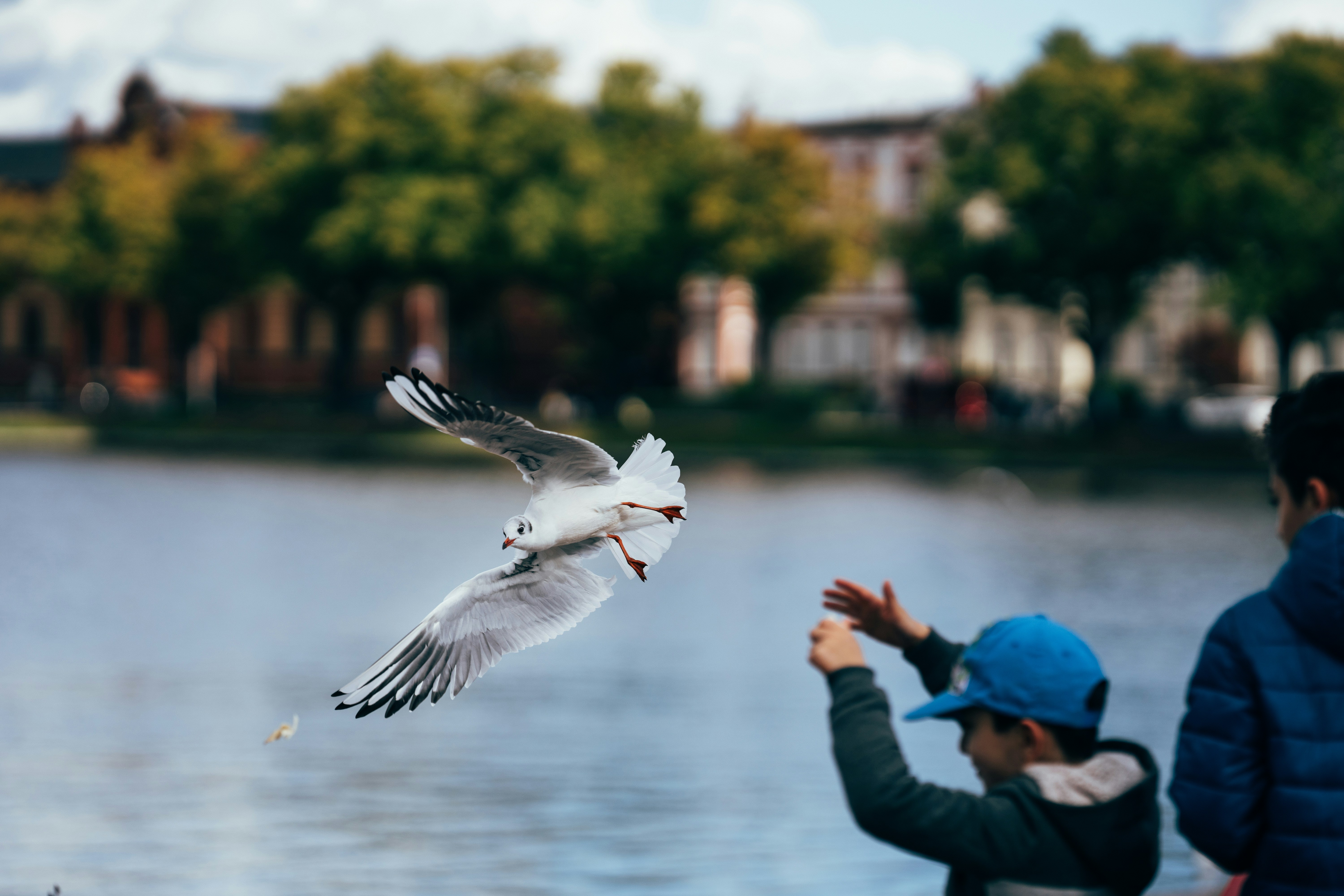 Wingbeat over the Riverside: a Seagull in Focus as Curious Minds Watch