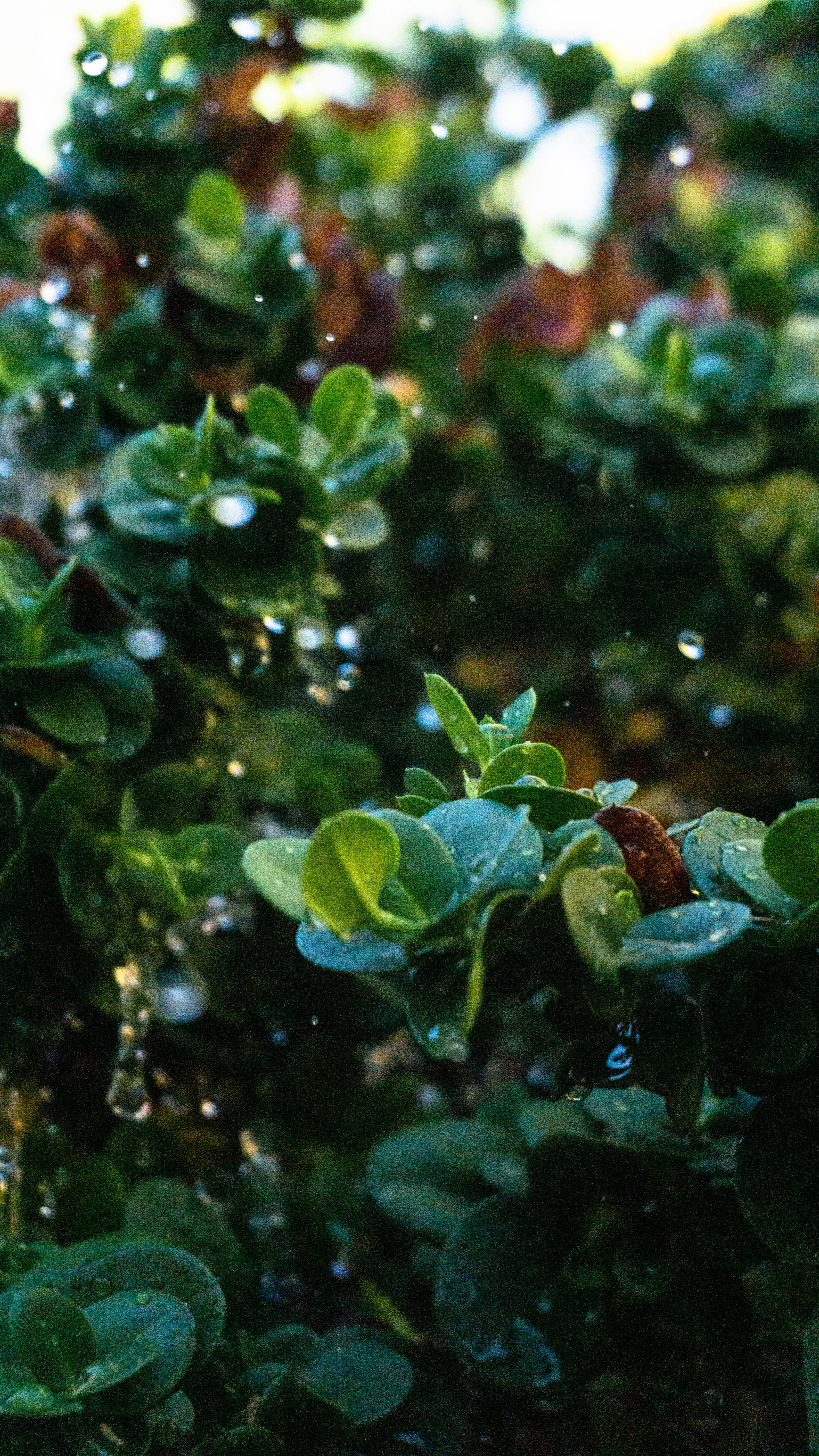 green leaves in tilt shift lens
