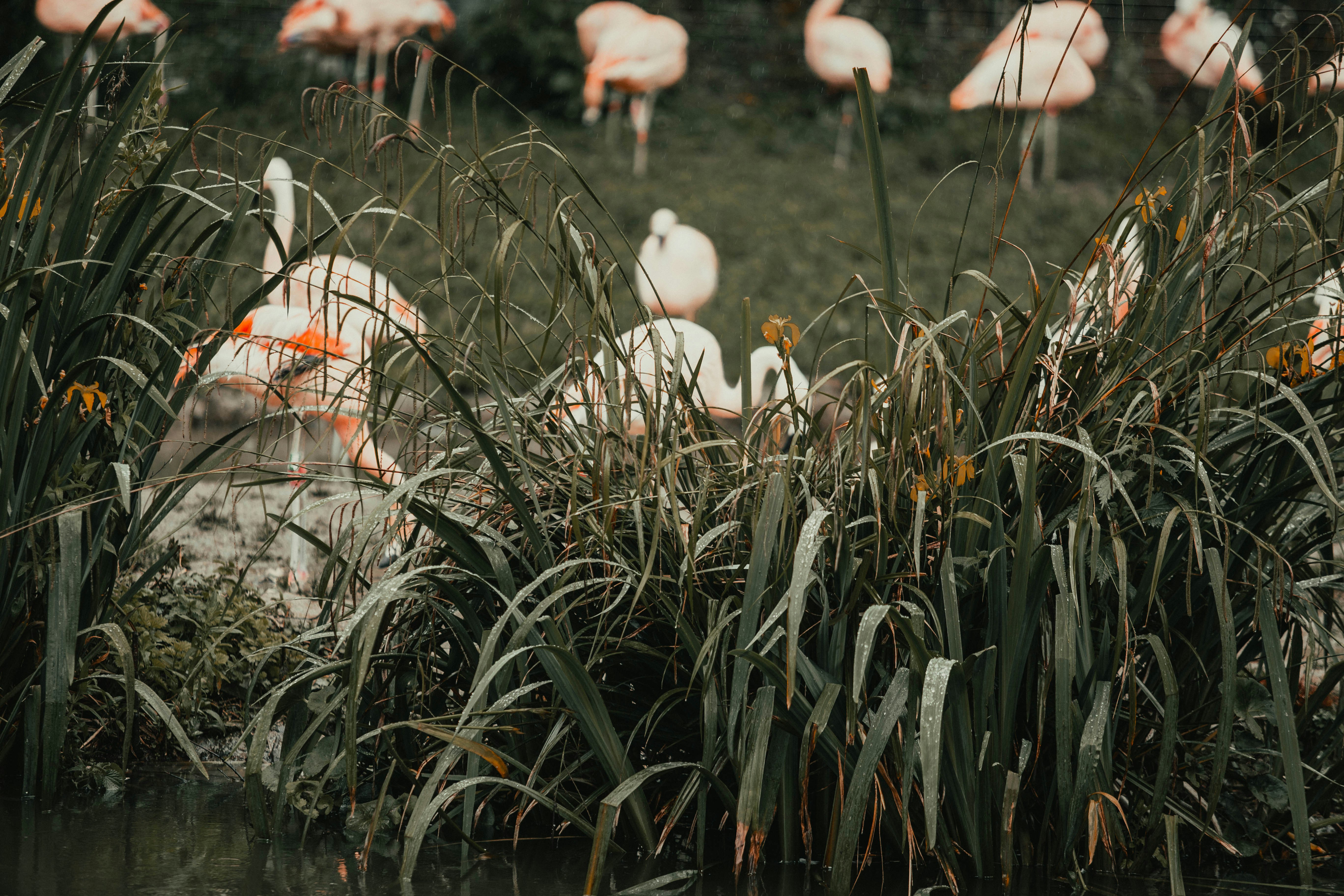 Dusk Over the Reeds: Flamingos in Quiet Marsh