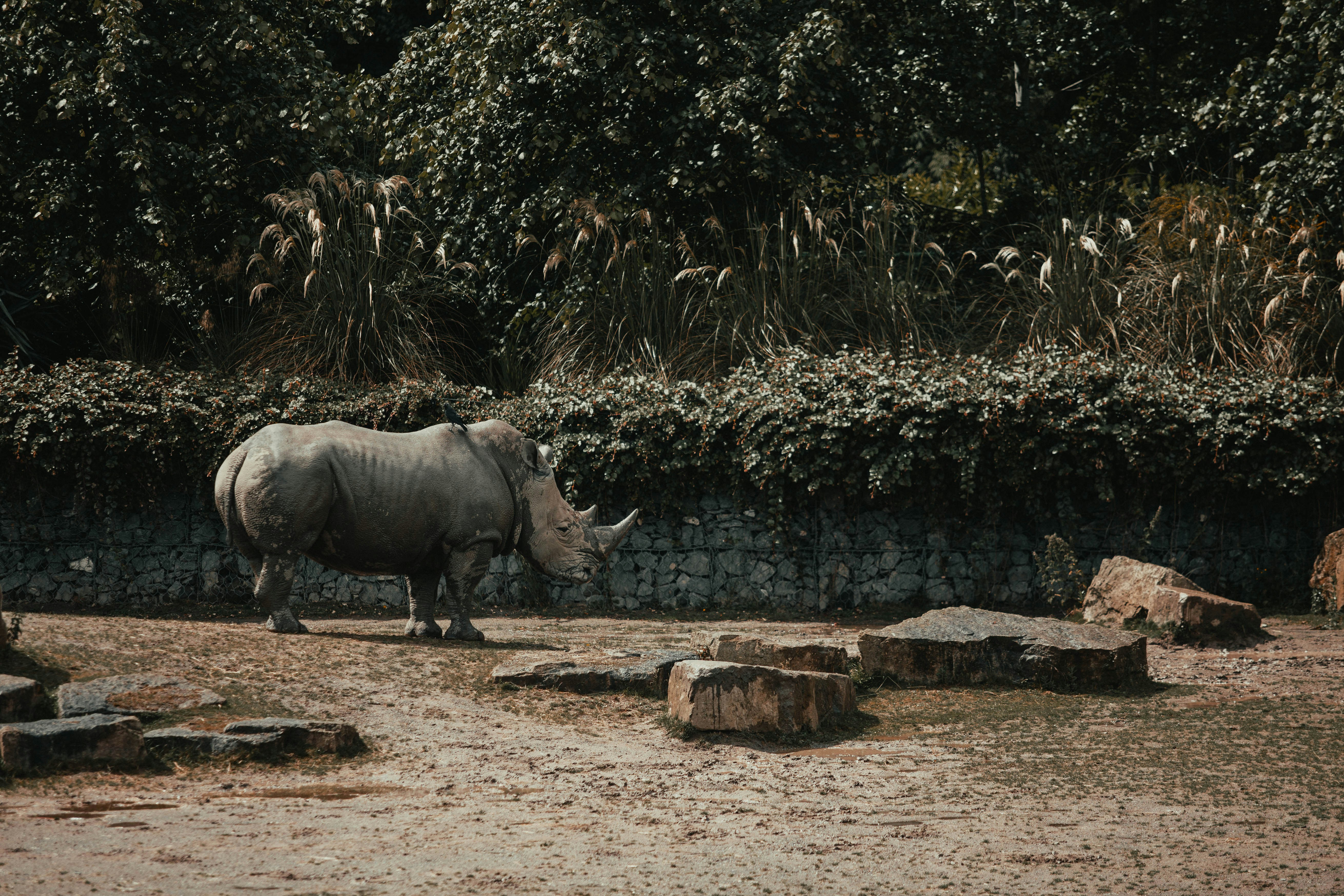 gray rhinoceros on brown soil near green trees during daytime