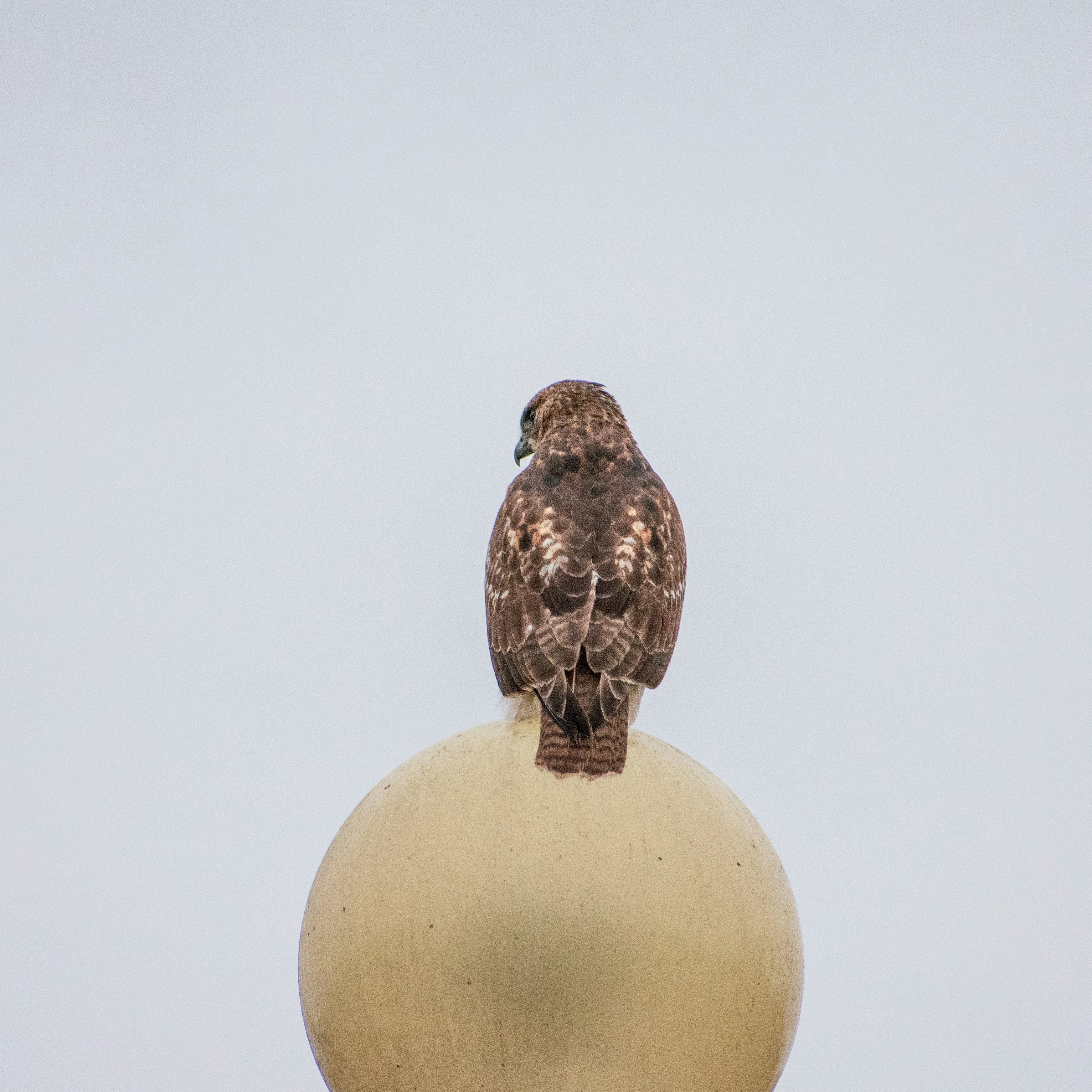 Round Sentinel: A Brown Hawk Perches on a Pale Orb