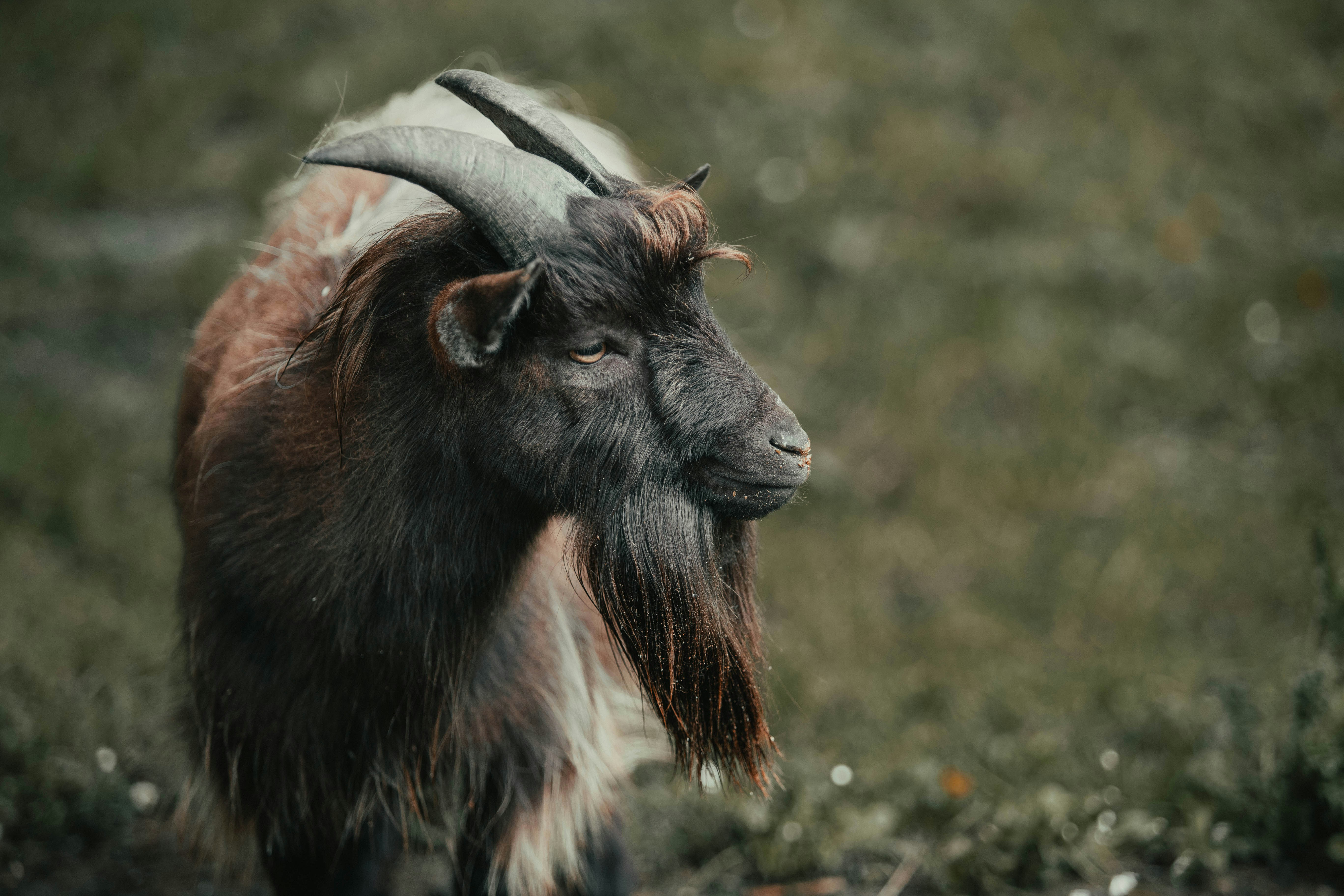 brown and white ram on green grass during daytime