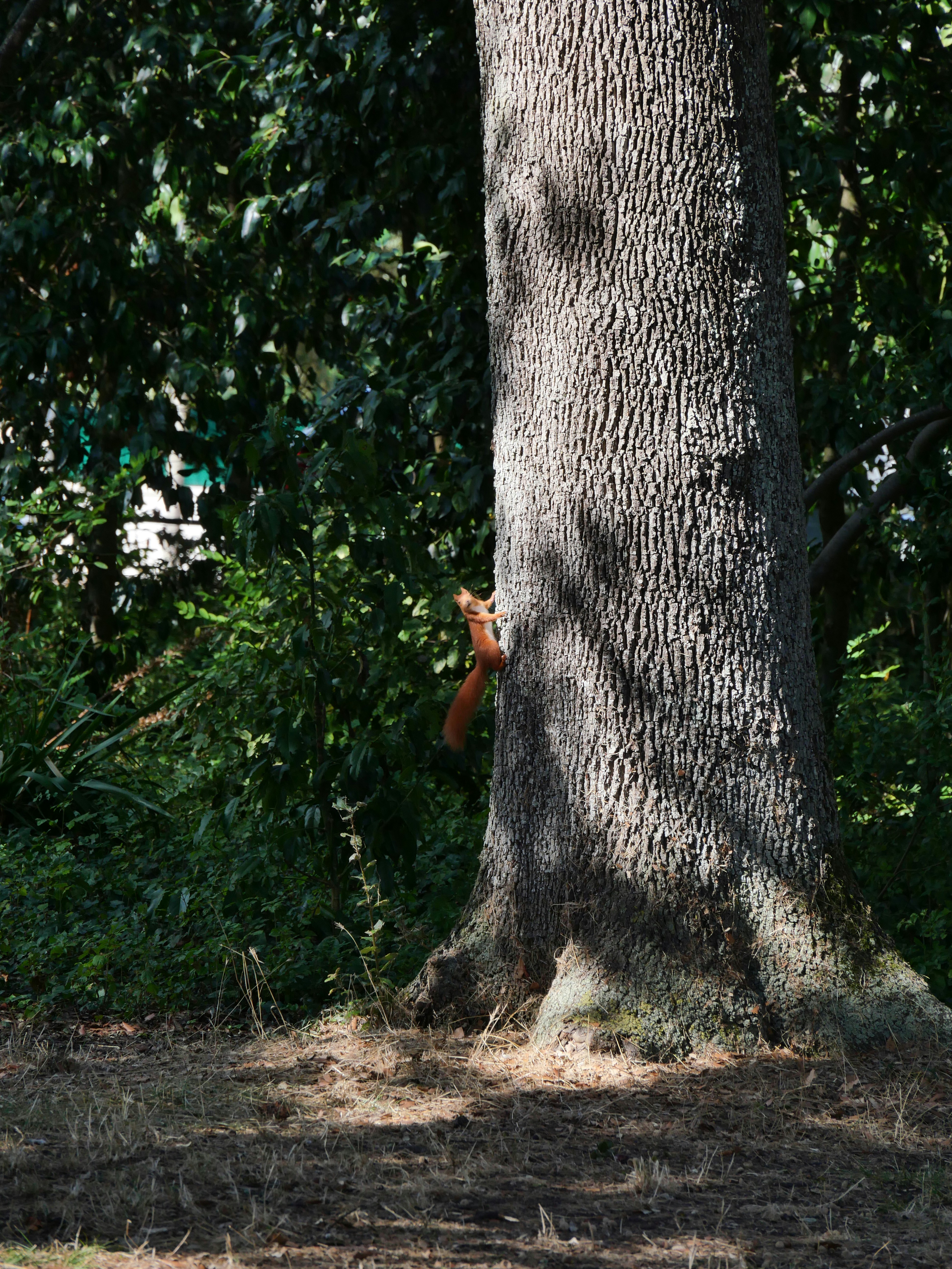 A squirrel climbs the textured trunk of a large tree, surrounded by lush greenery. Sunlight filters through the leaves, highlighting the scene.