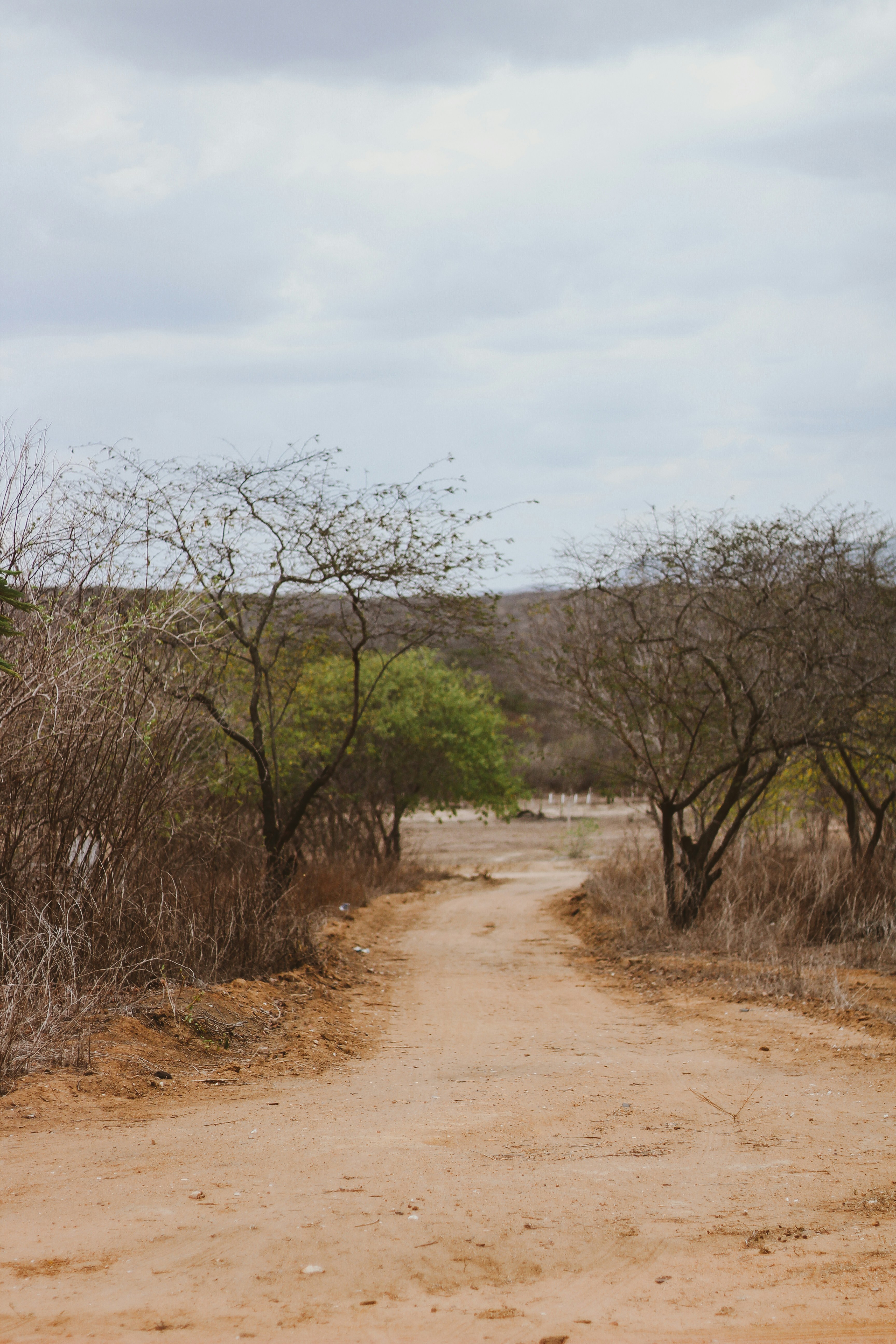 Dusty trail winding through sparse trees, leading towards a distant horizon under a cloudy sky.