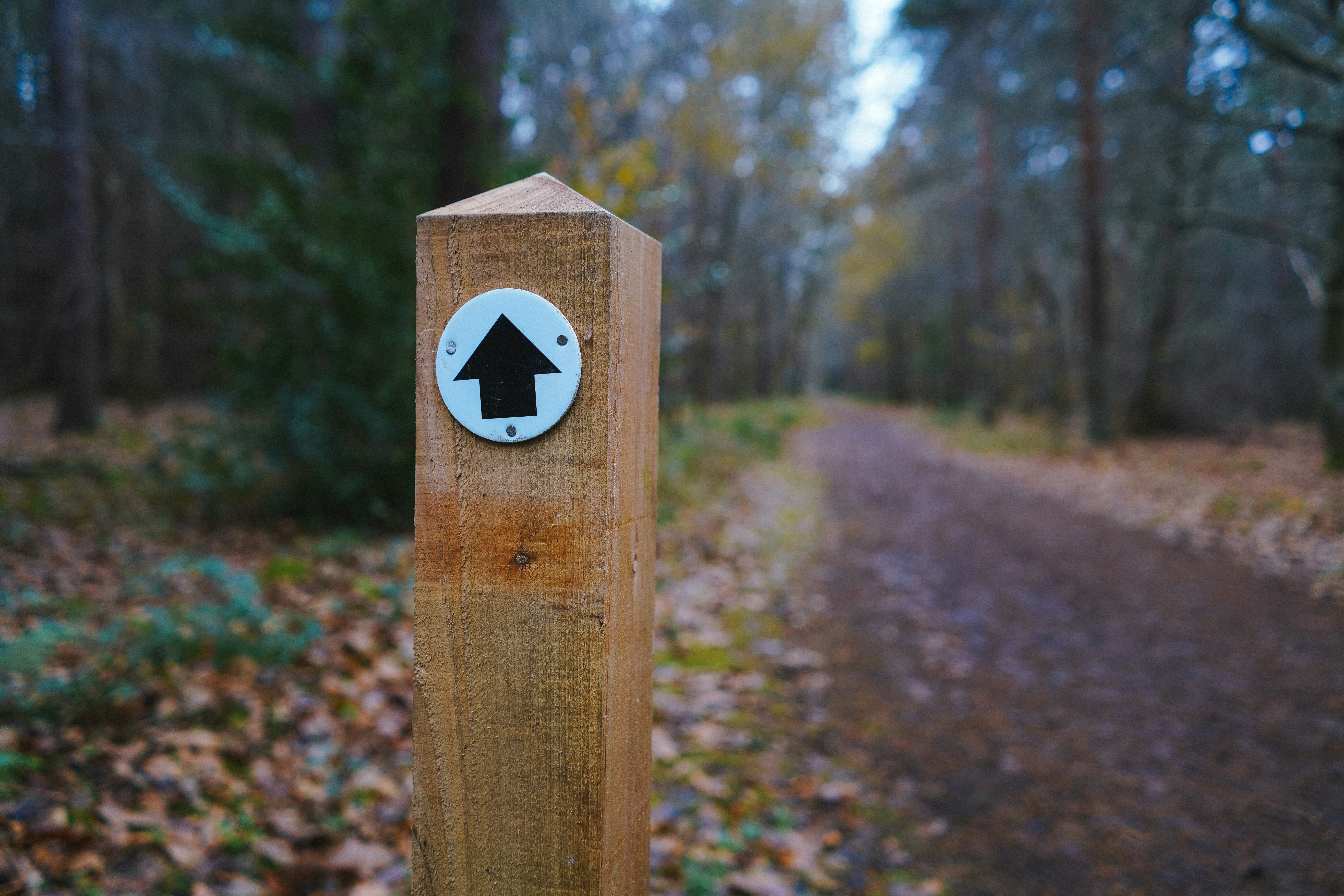 Wooden trail marker with arrow, leading down a leaf-covered path in a forest.