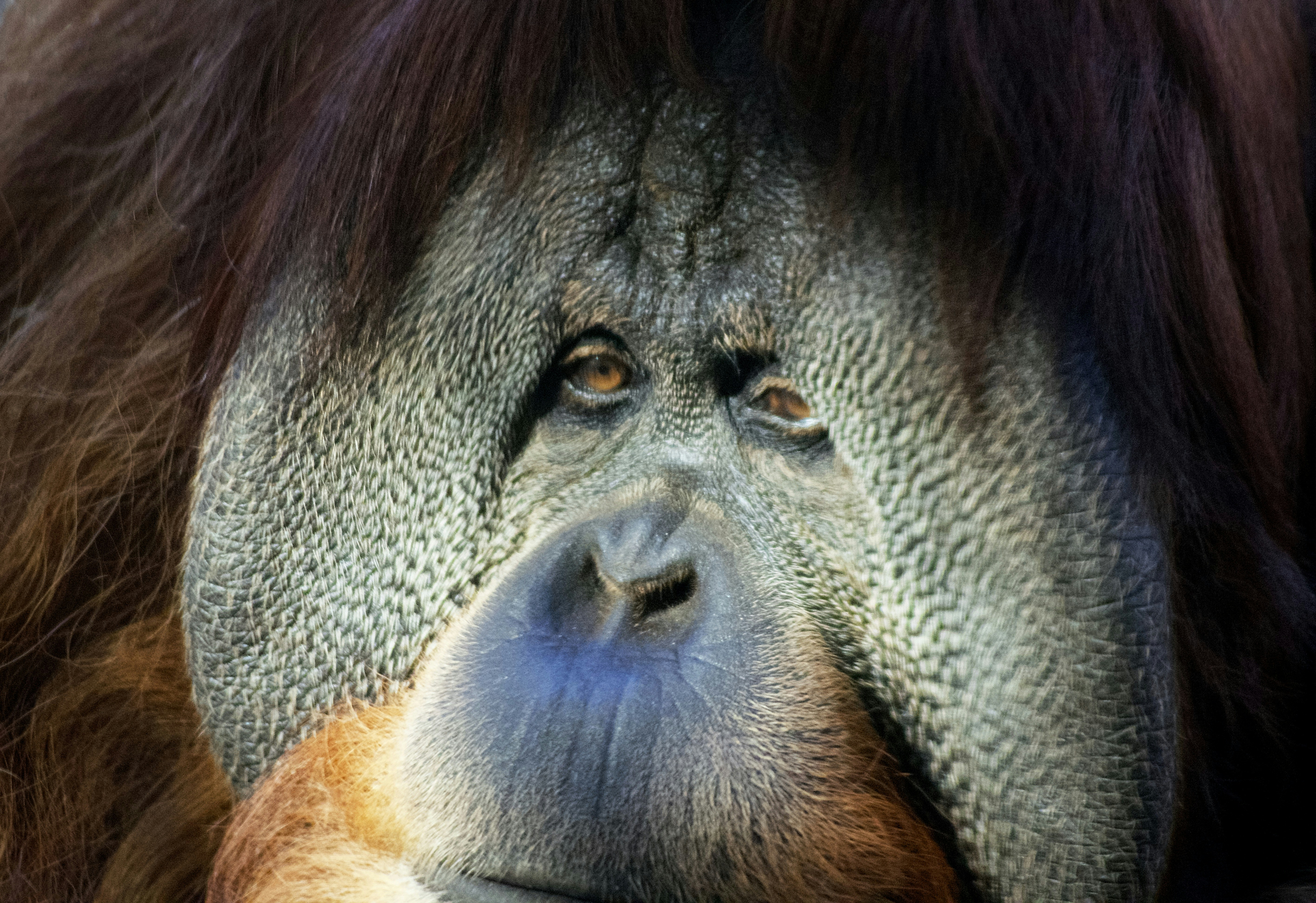 Close-up of an orangutan's face, showcasing intricate facial textures and expressive eyes. This portrait emphasizes the animal's thoughtful demeanor.