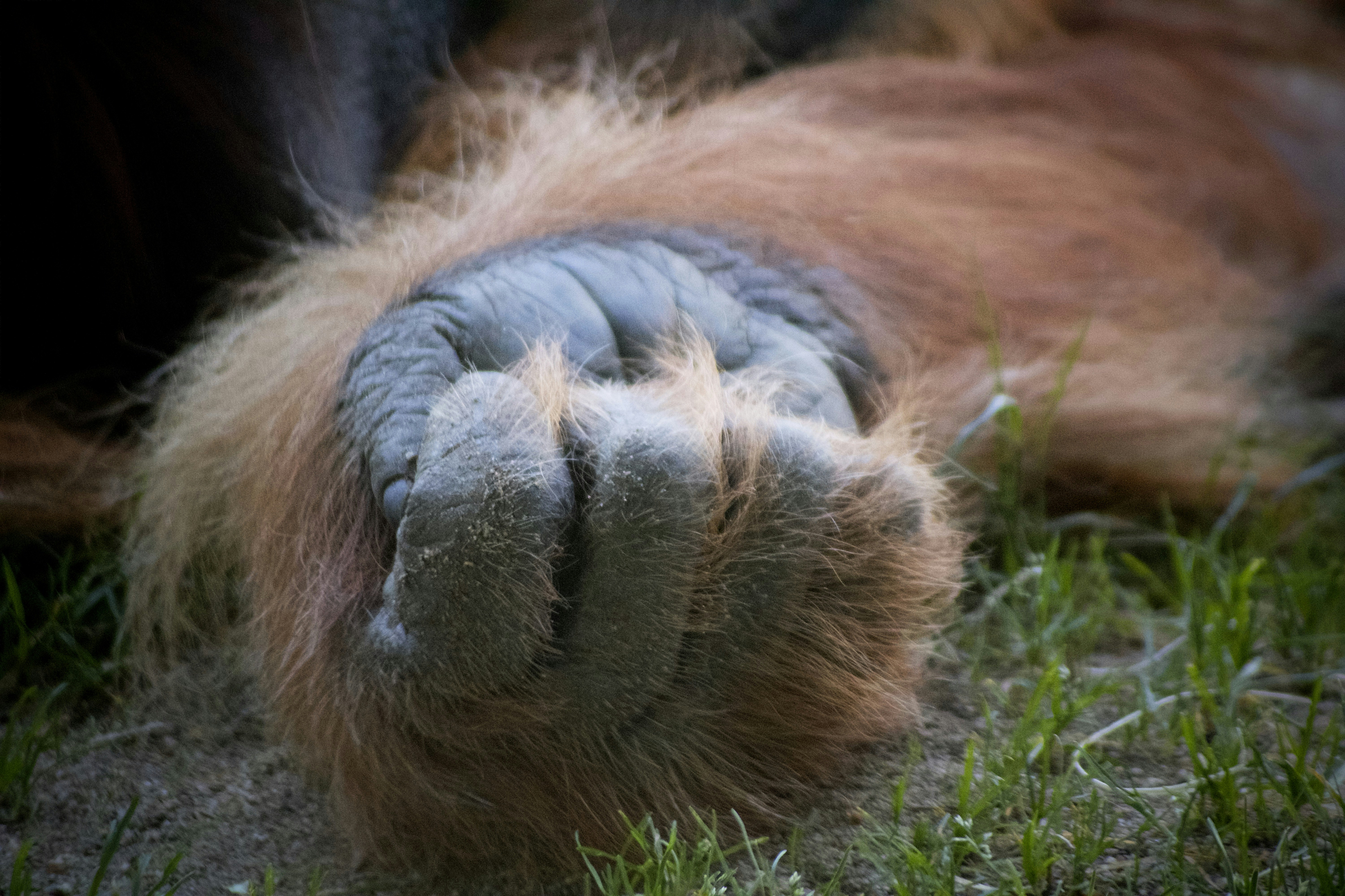 brown lion lying on green grass during daytime