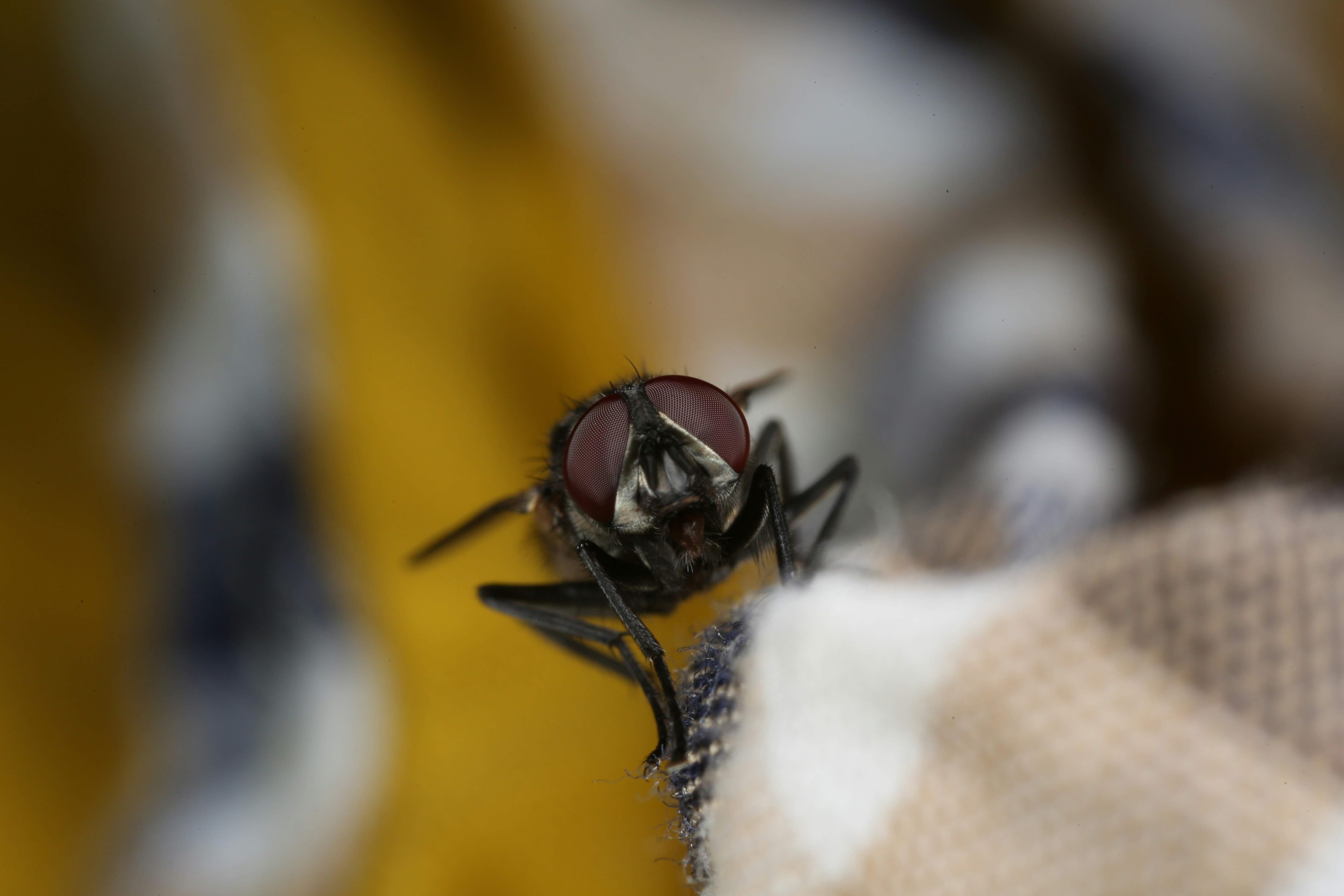 Crimson-Eyed Macro: A Fly Clinging to Woven Fabric