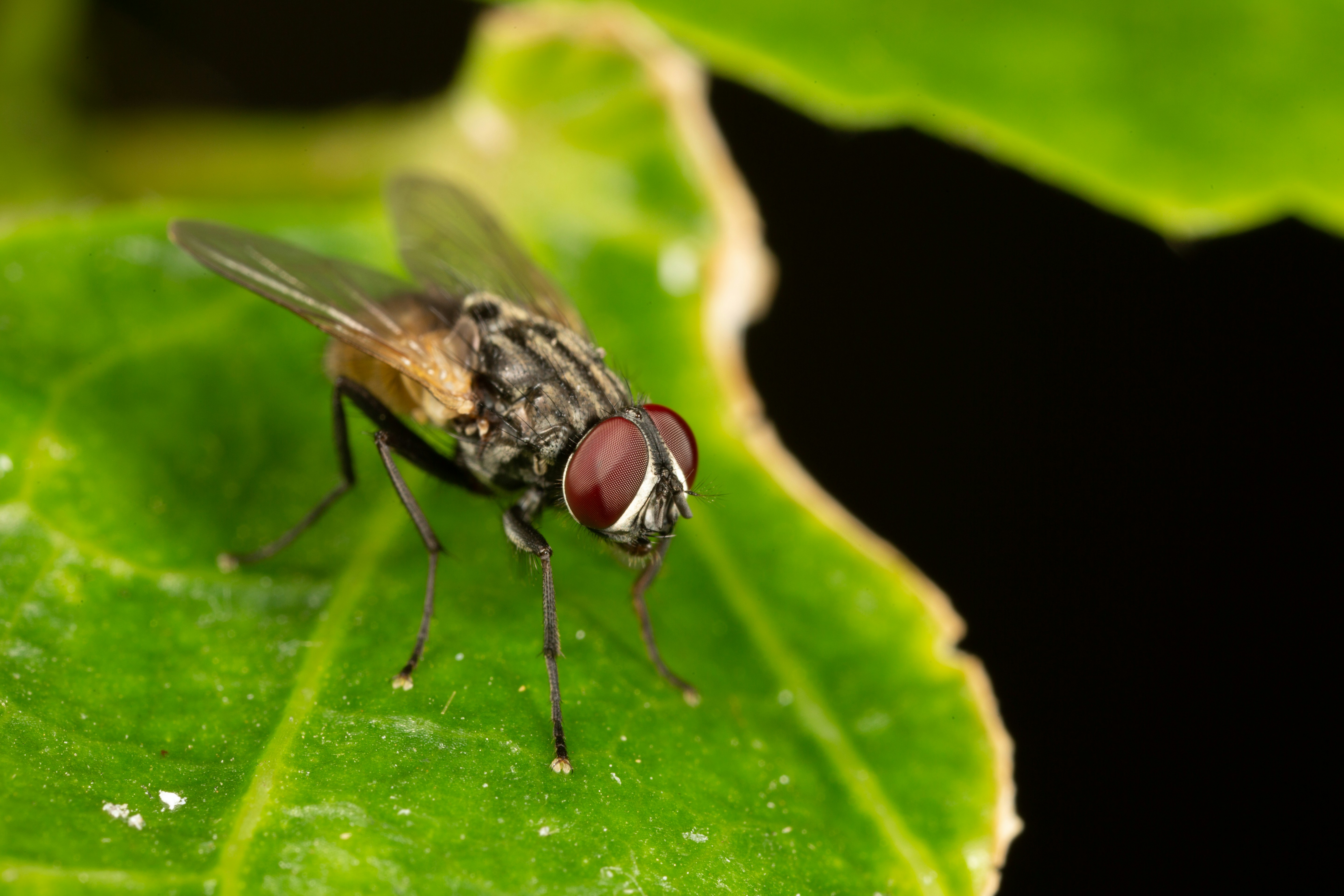 Foto Mosca negra y gris posada en hoja verde – Imagen Animal gratis en ...