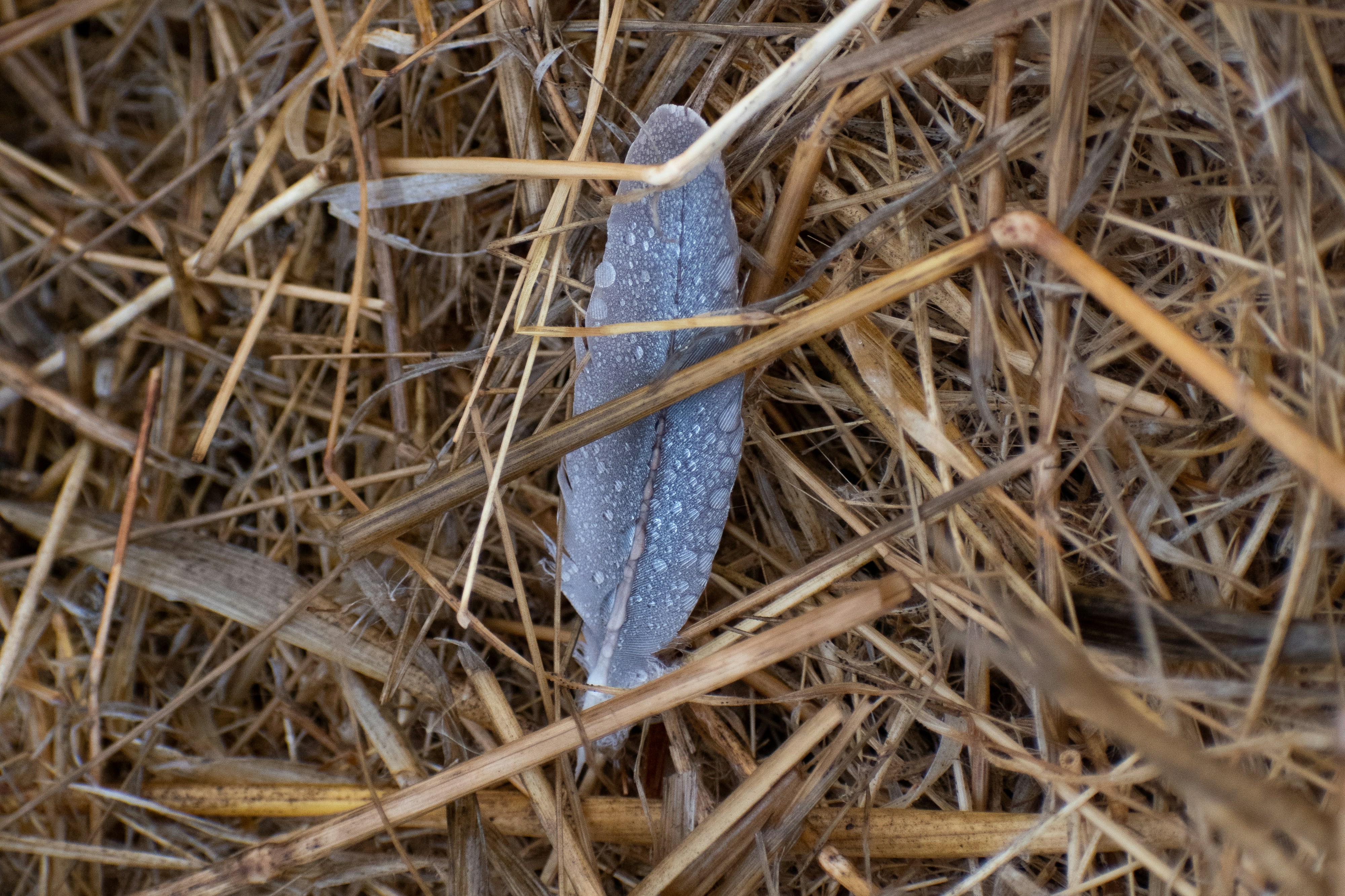 a small blue object laying on top of dry grass