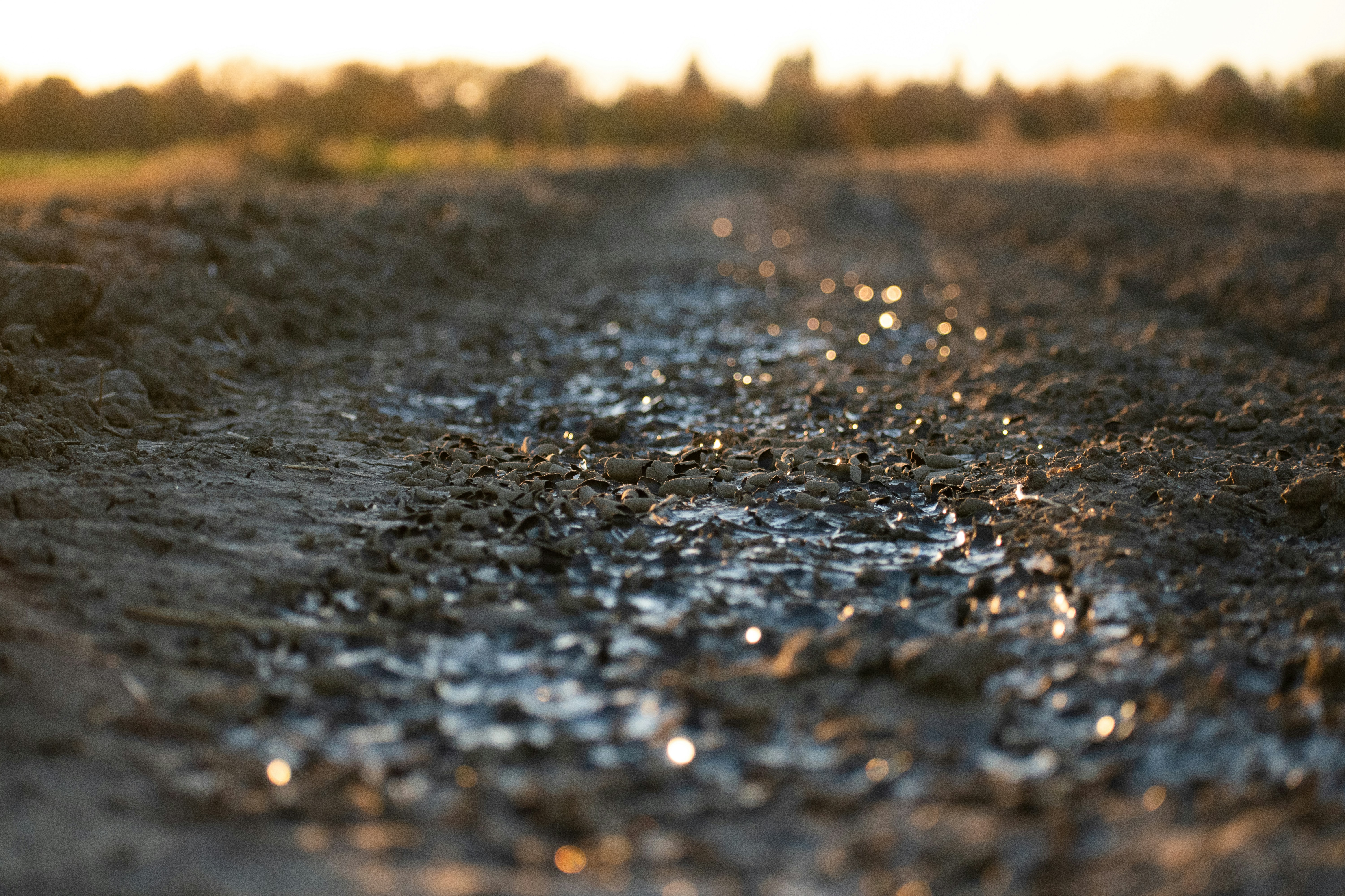 Dawn-Rimmed Path: Mud-Crossed Track Reflecting the Quiet Horizon