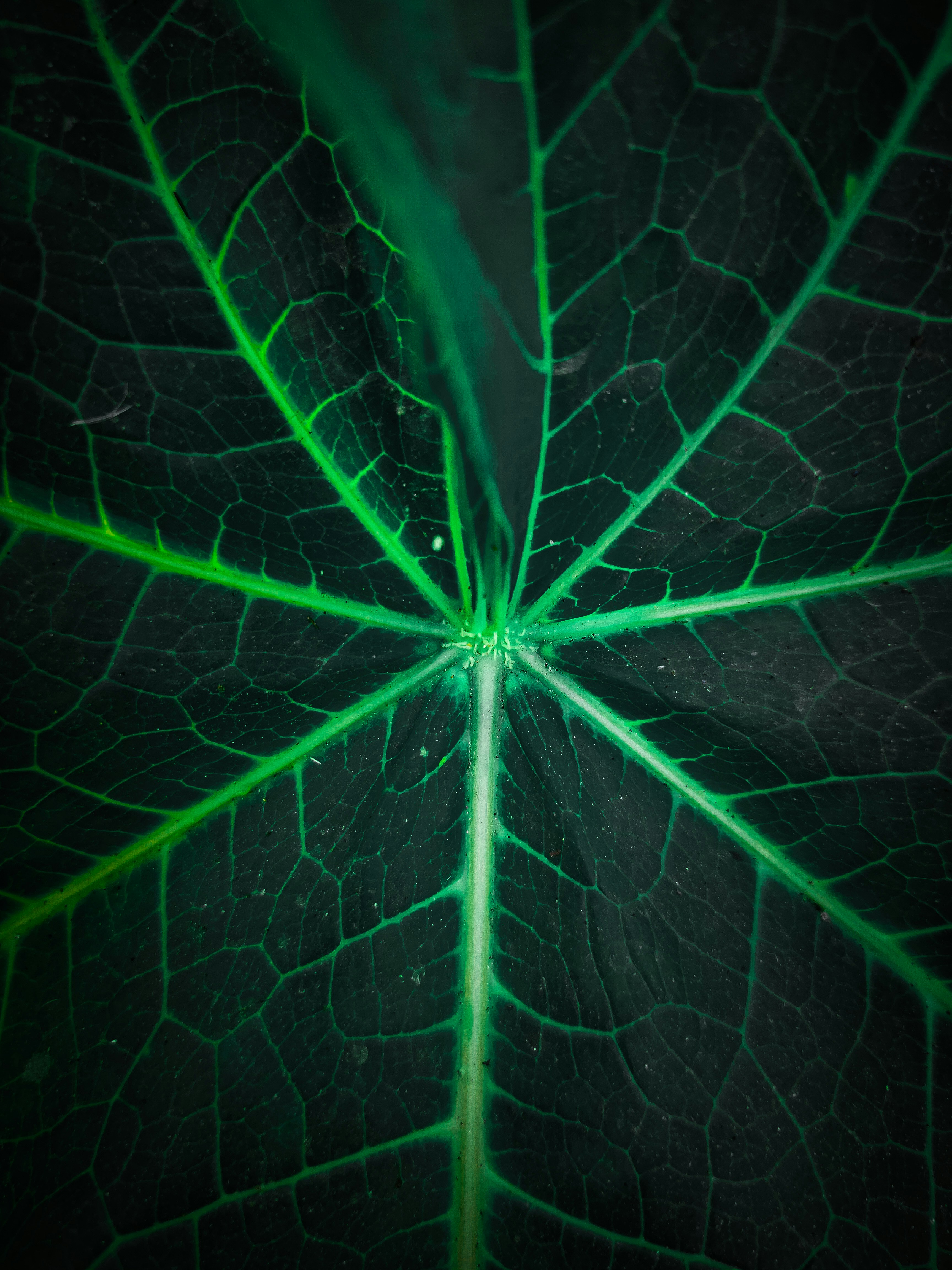 Neon Veins Converge at Leaf’s Center
