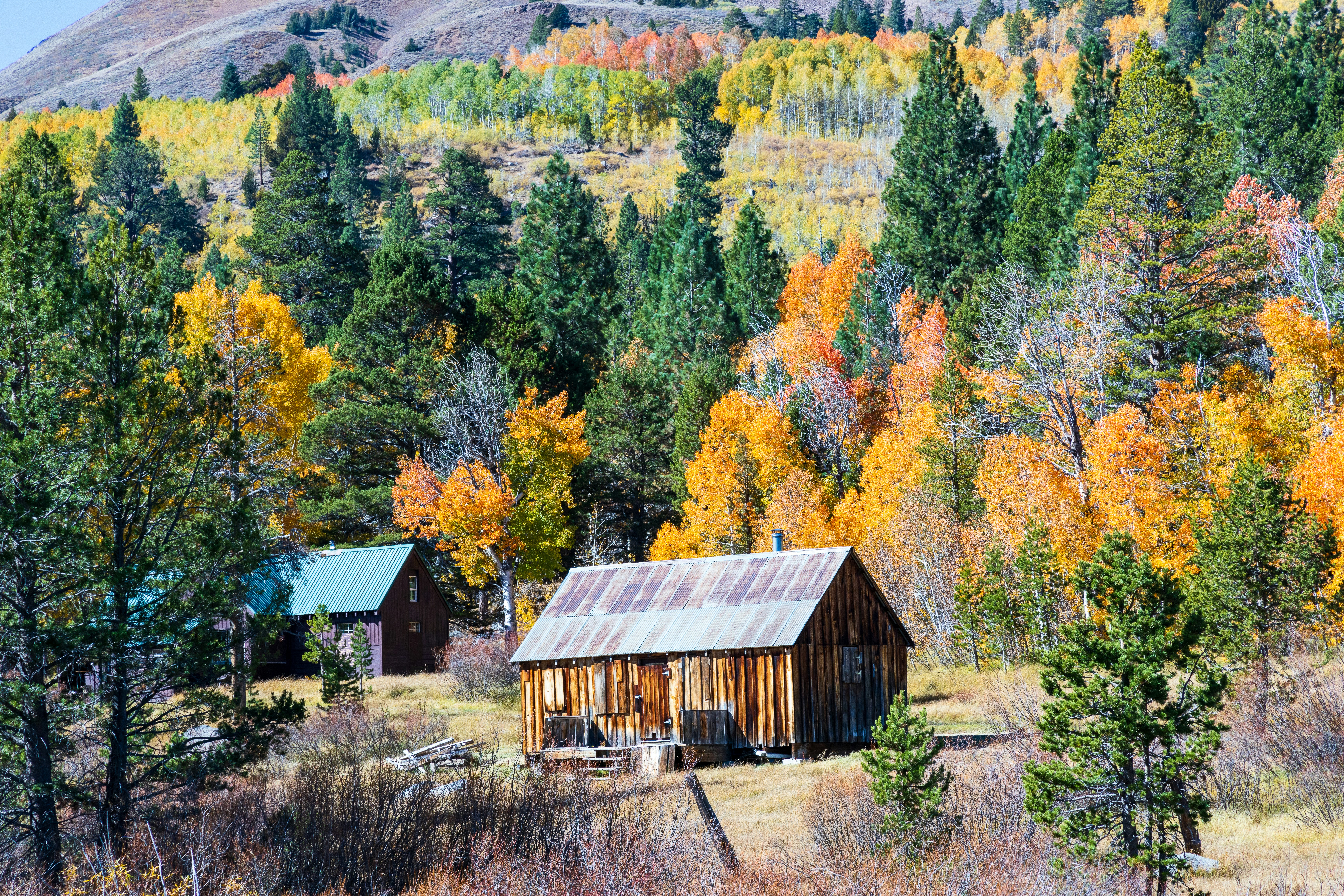 Weathered cabin nestled among vibrant autumn foliage, surrounded by towering evergreens. The scene captures the tranquil essence of rural life in fall.
