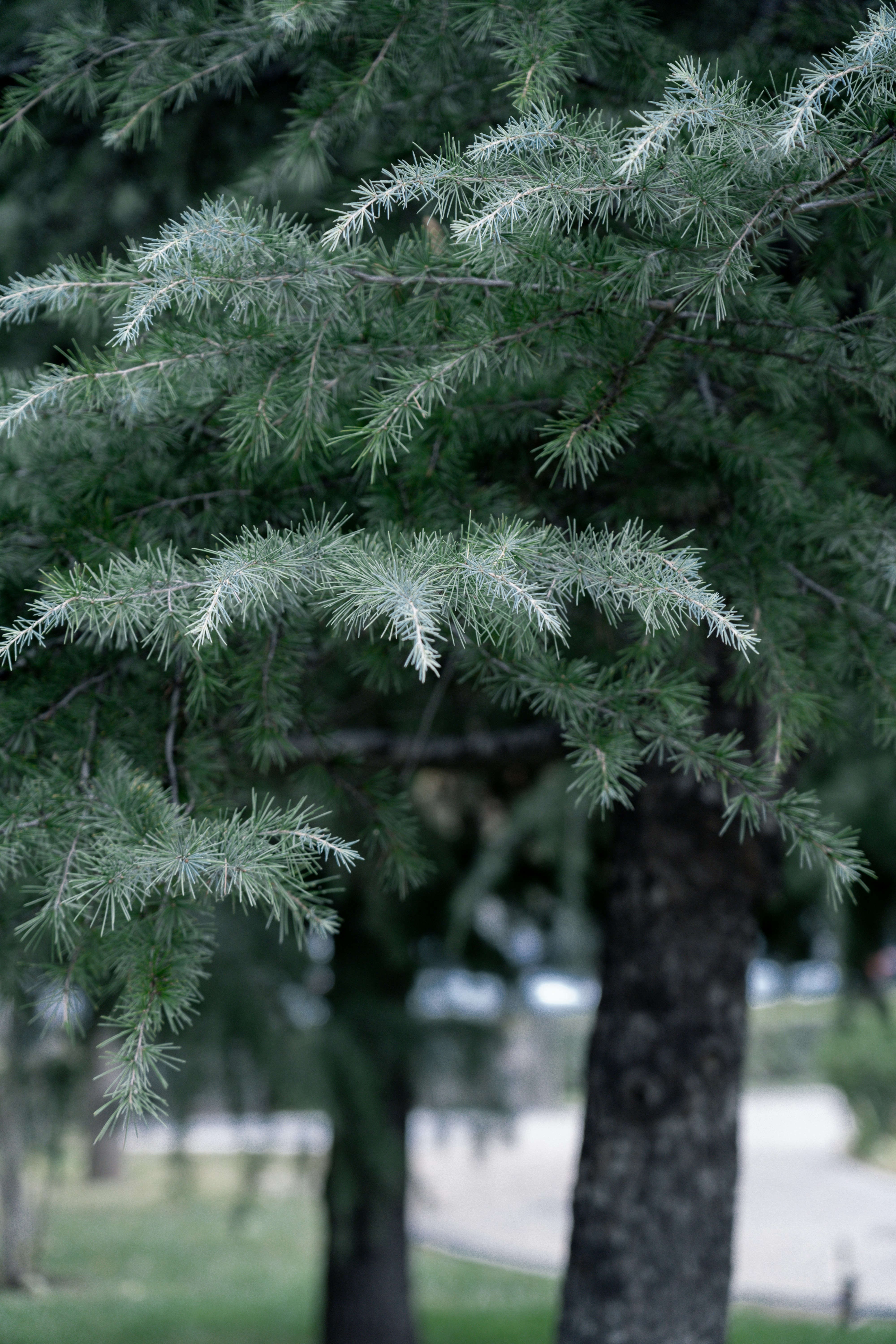 green pine tree covered with snow