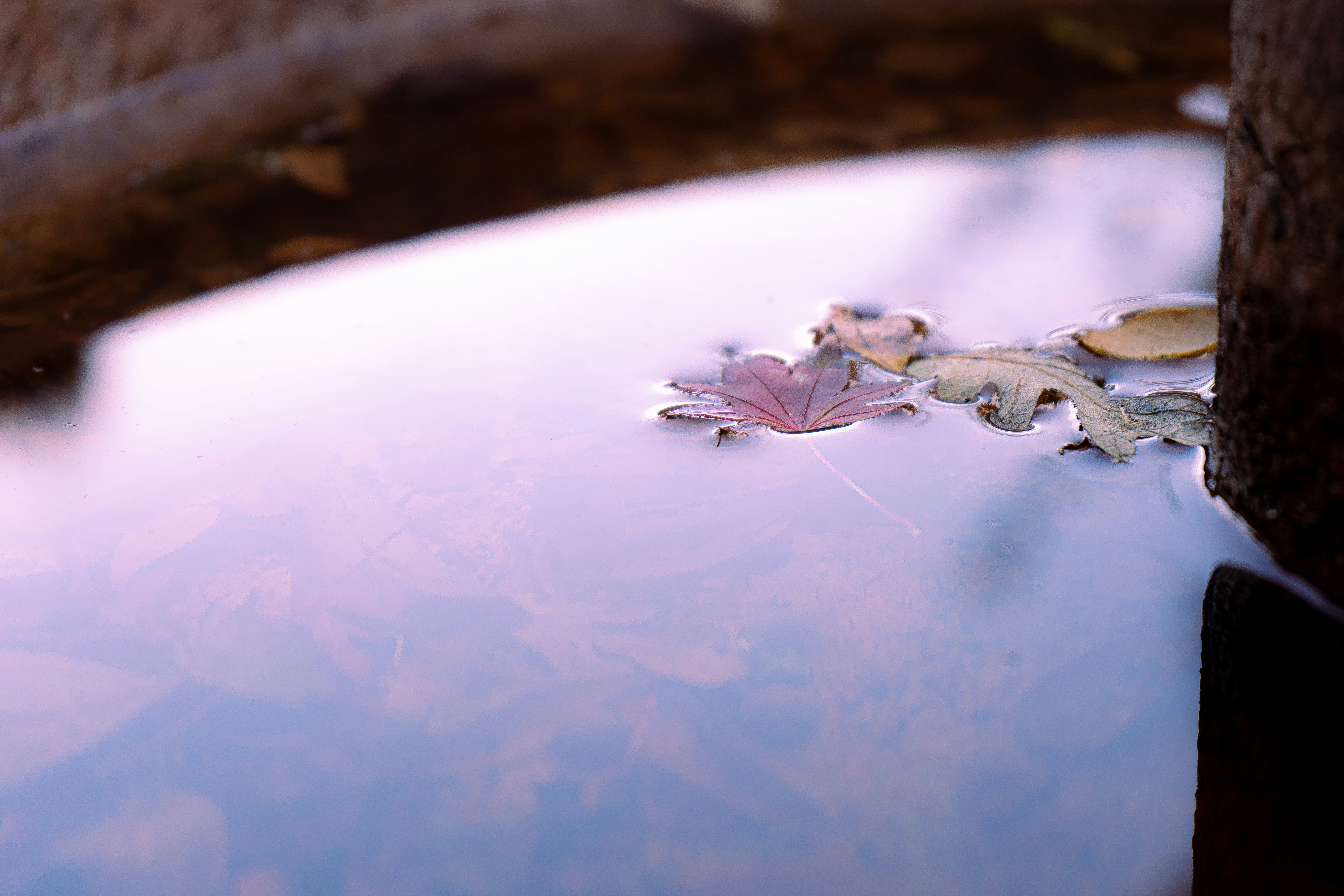 Leaf at Dusk: A Quiet Pond Mirror in Pink Light