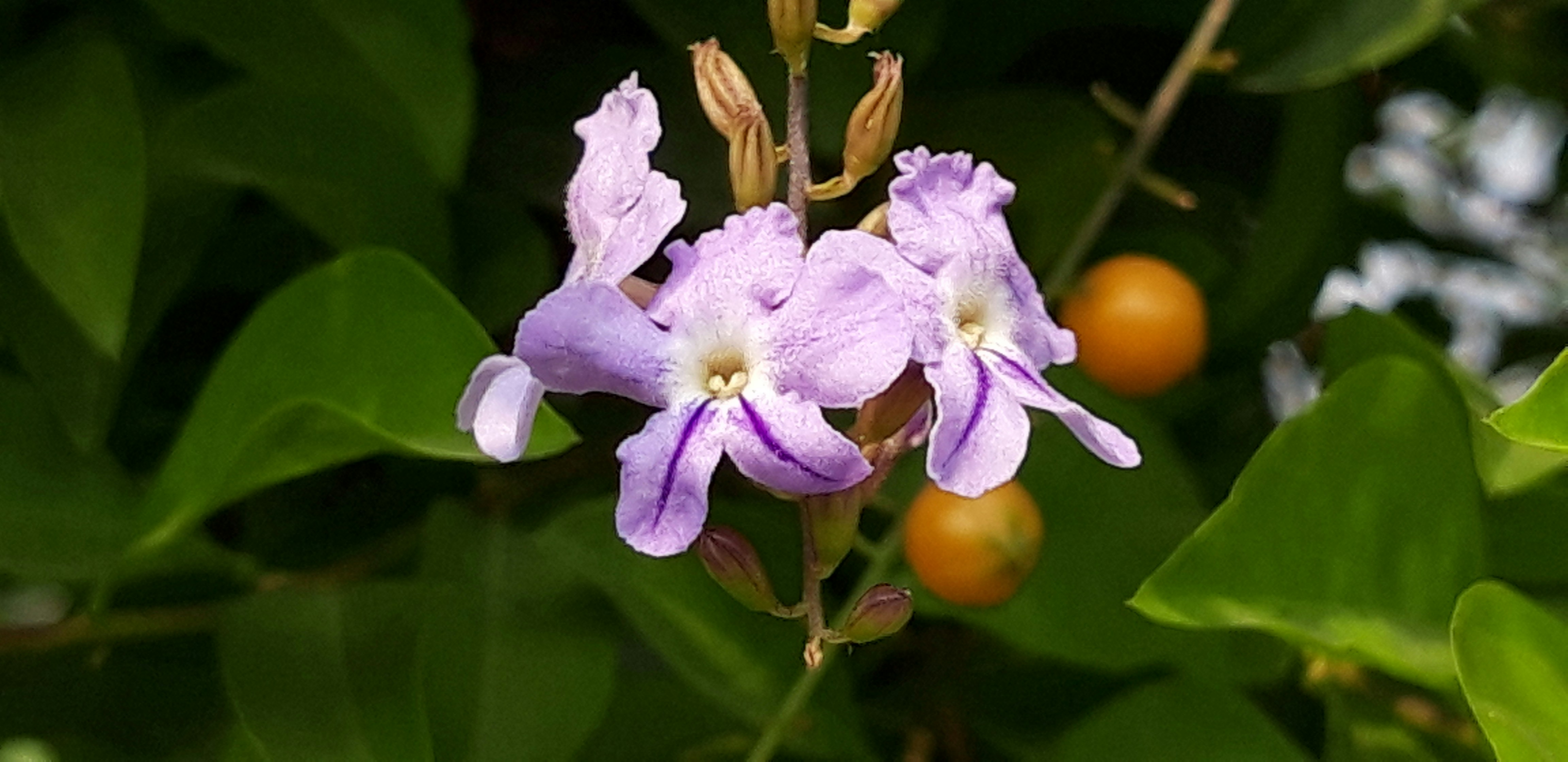 Lavender Bloom: Purple Orchids Amid Orange Berries on a Leafy Stem