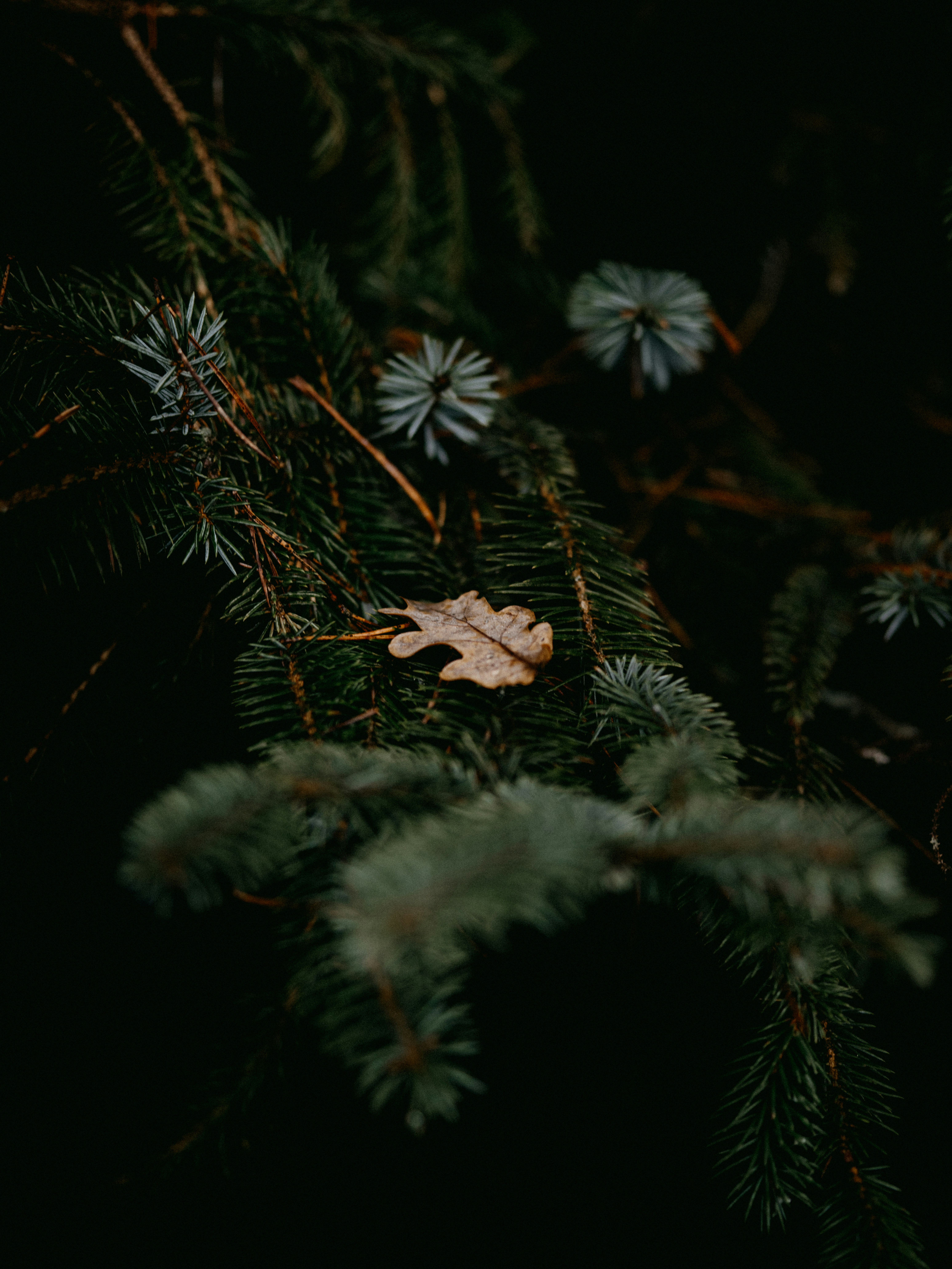 A solitary oak leaf rests atop lush evergreen branches, contrasting the dark background. The interplay of textures highlights the transition of seasons.