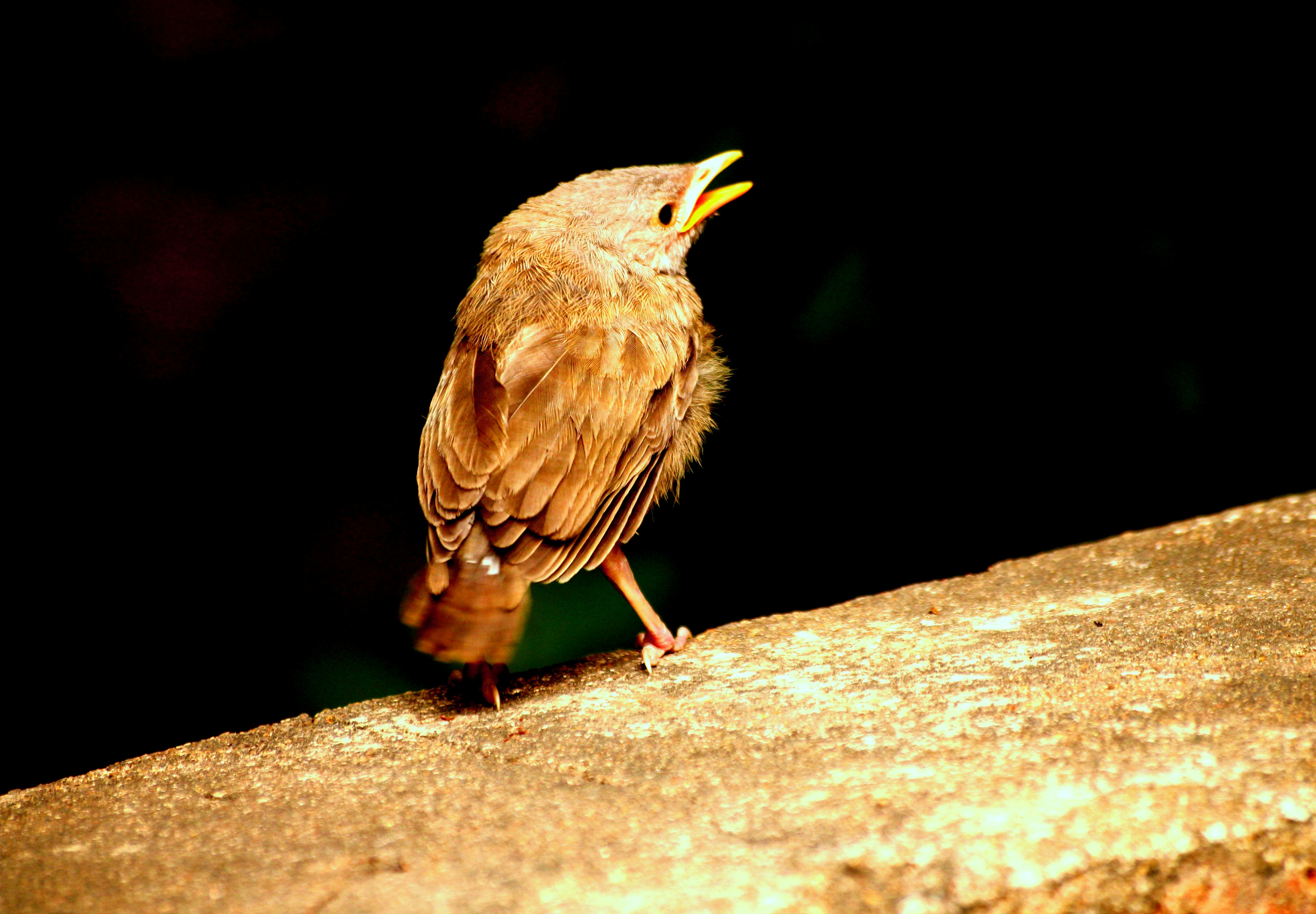 A singing bird perched on a stone surface, showcasing its vibrant feathers against a dark background.