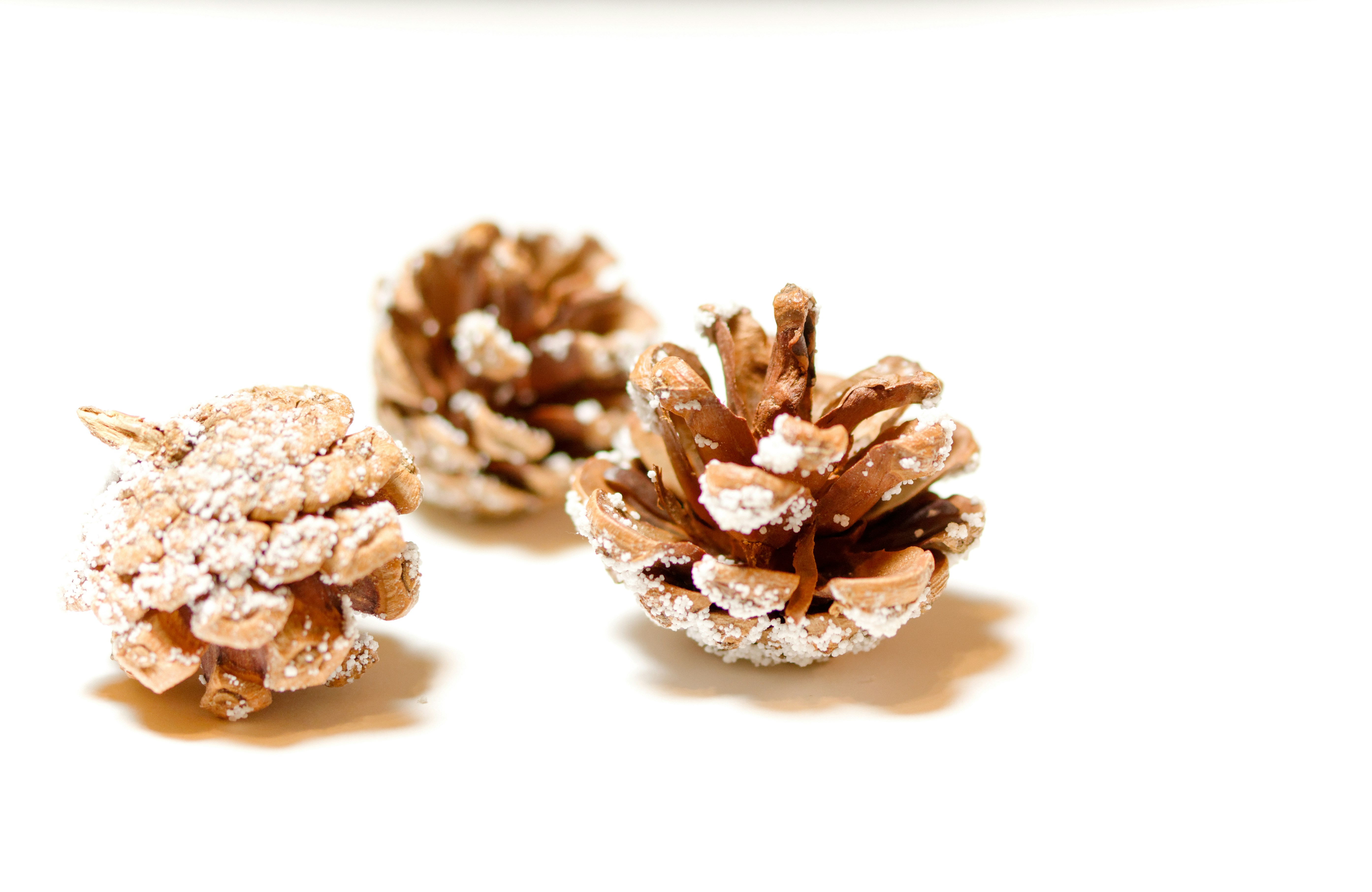 Three brown pine cones dusted with snow on a bright white background.