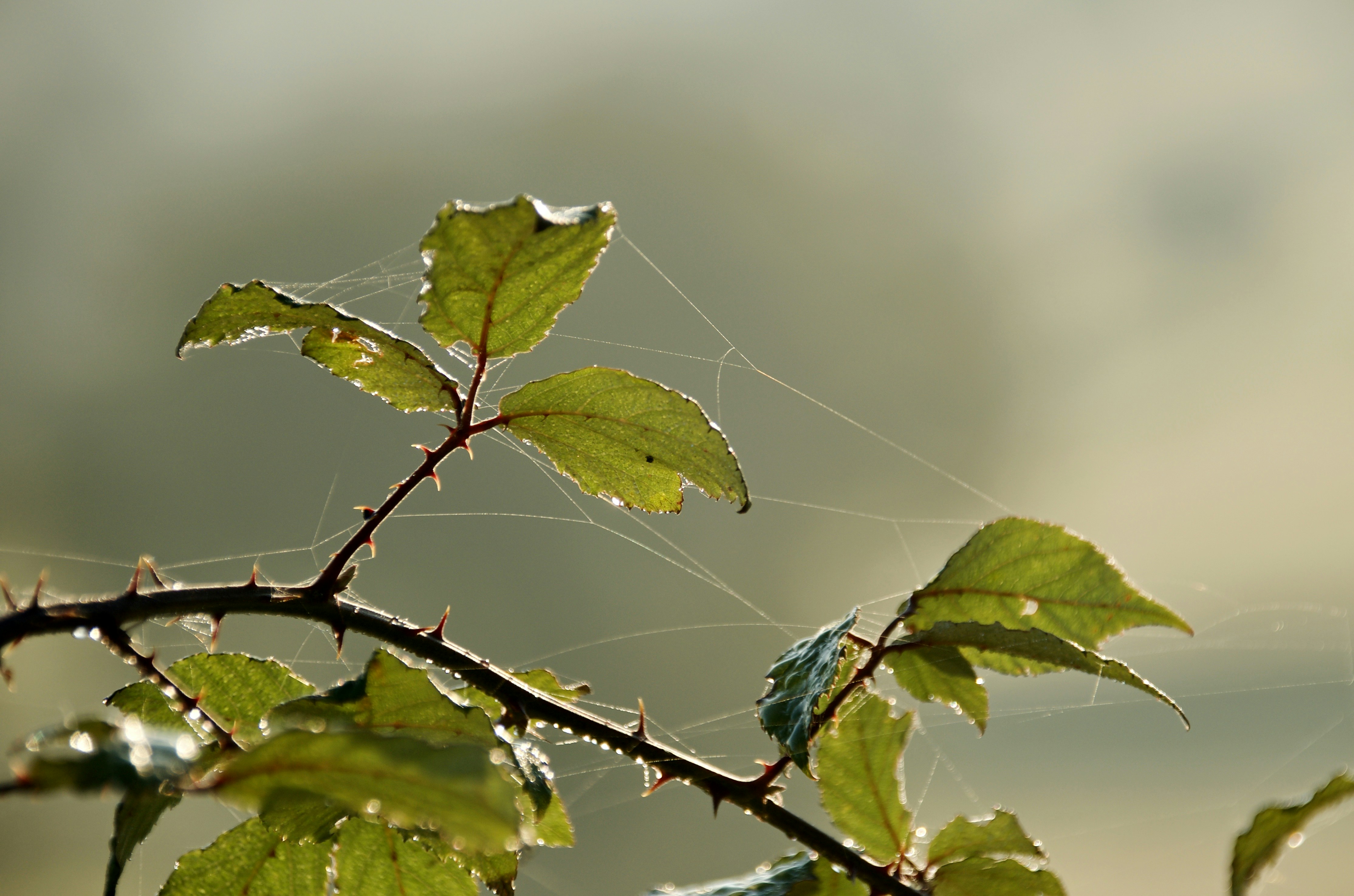 Morning Silk Between Leaves: A Quiet Backlit Study