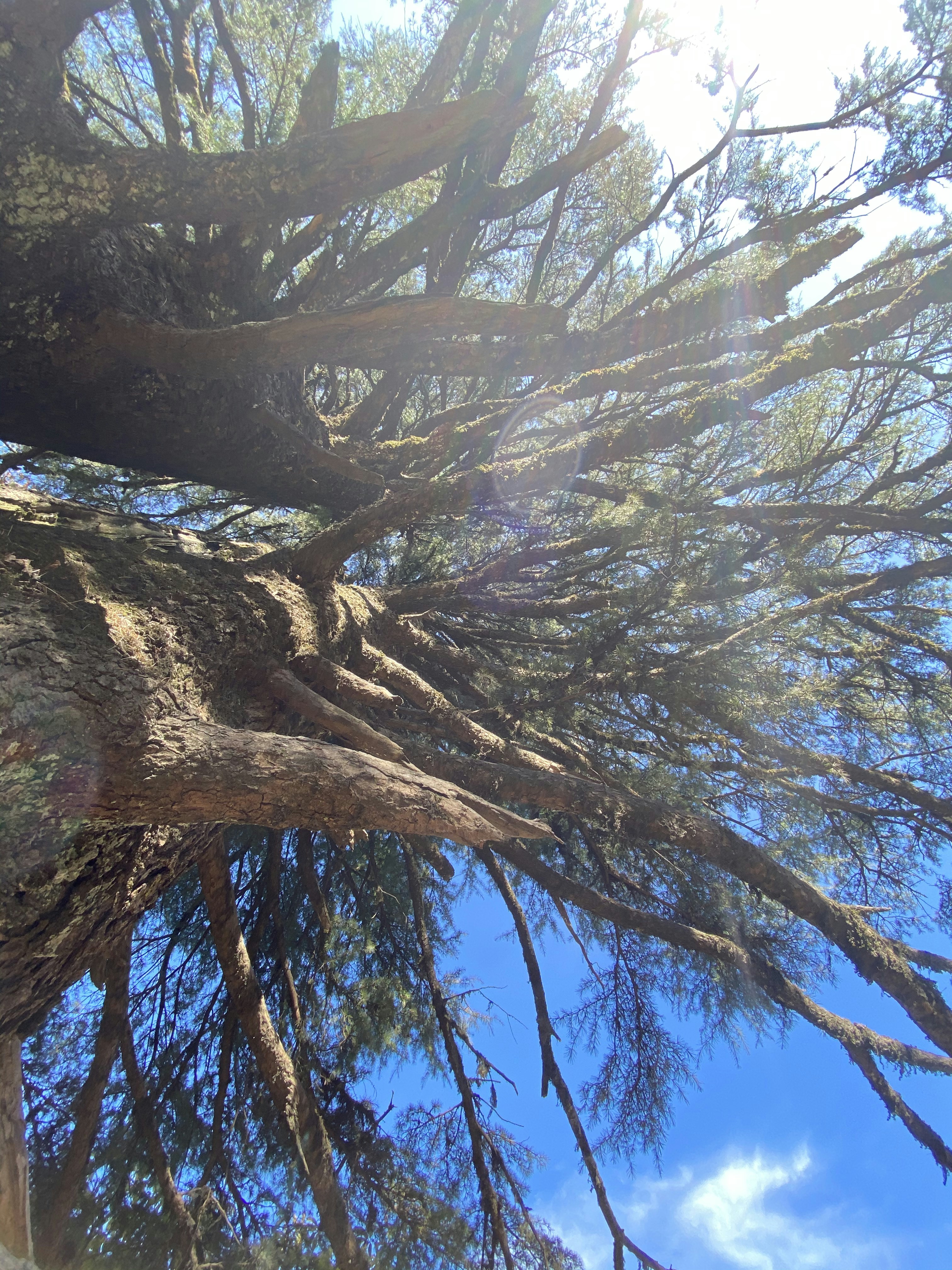 Brown tree trunk under blue sky during daytime photo – Free India Image ...