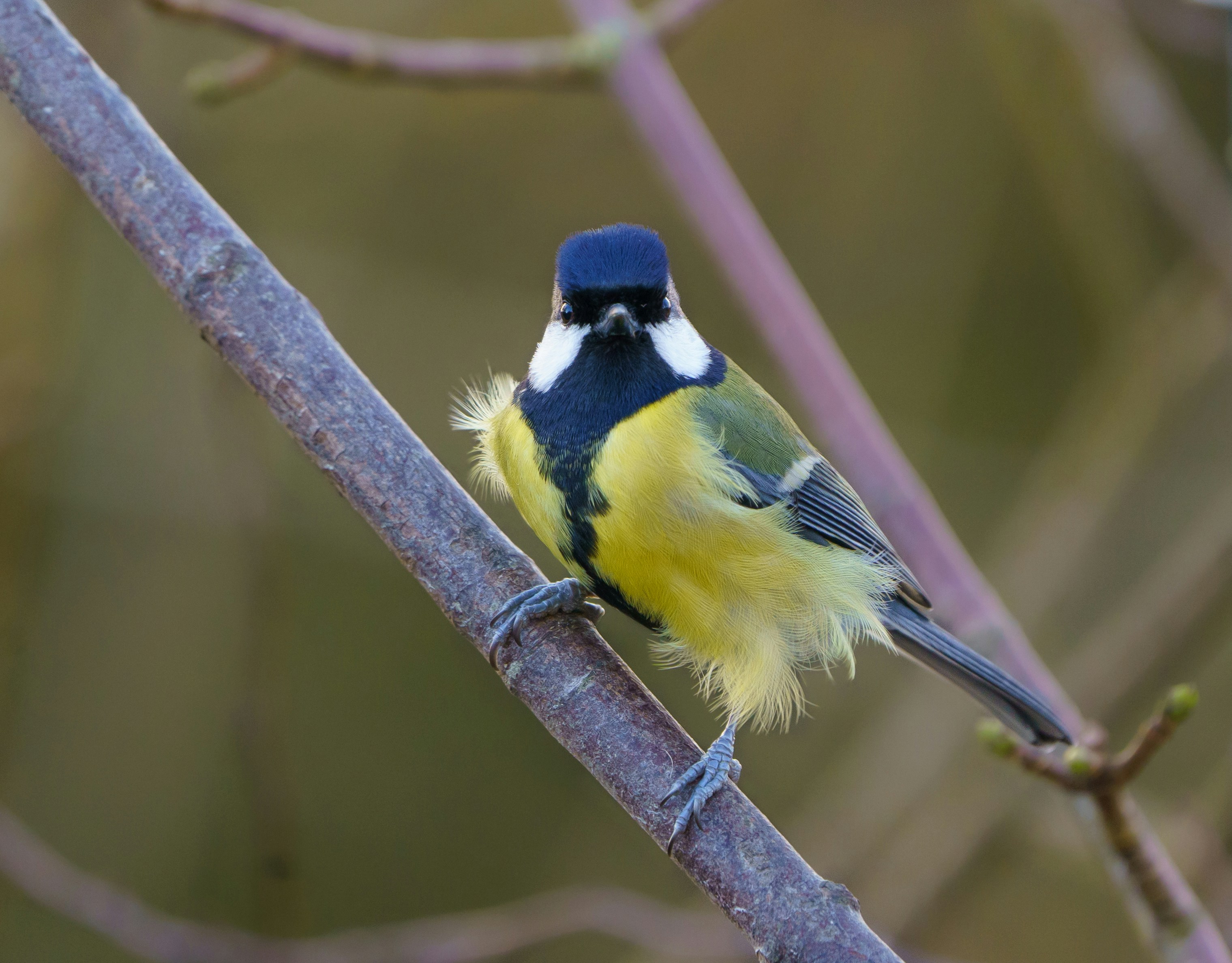 Yellow black and blue bird on brown tree branch photo – Free Worsley ...