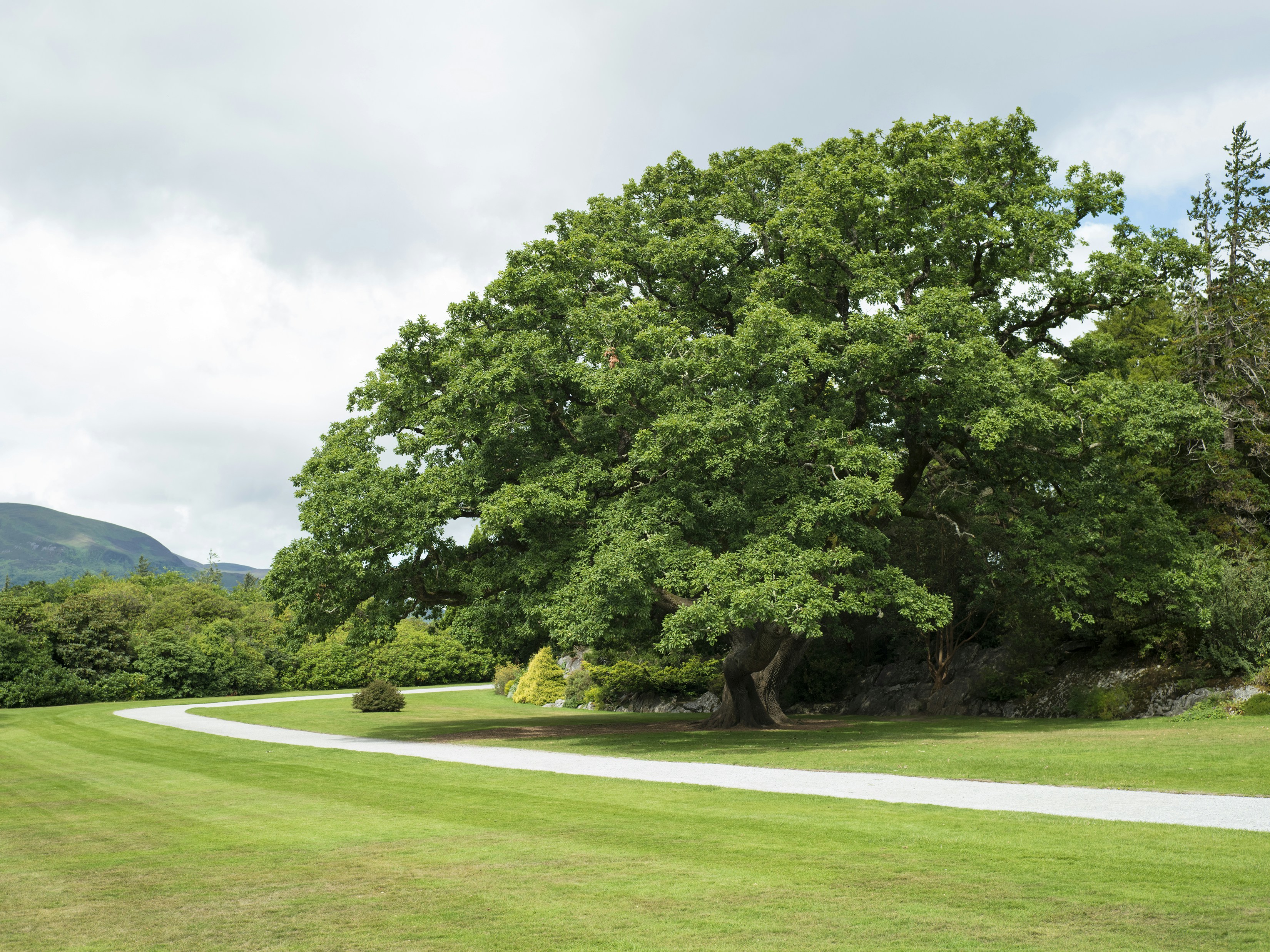 Green grass field with trees photo – Free Ireland Image on Unsplash