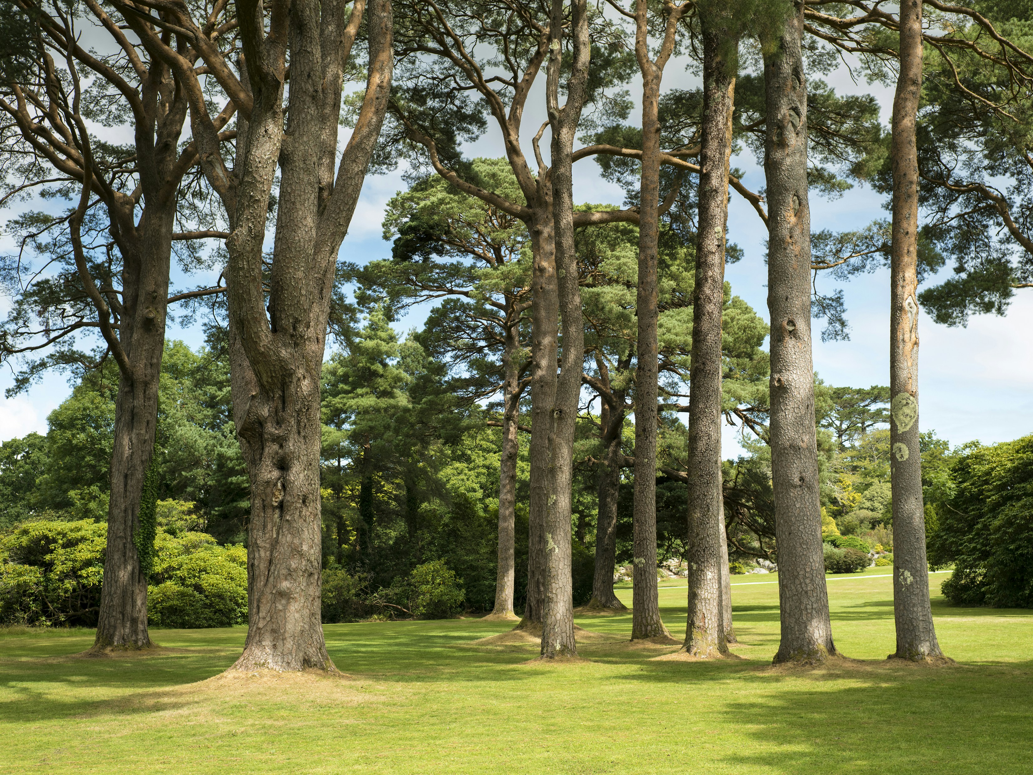 Tall pine trees standing on a sunlit grassy field with a backdrop of lush greenery and blue sky.