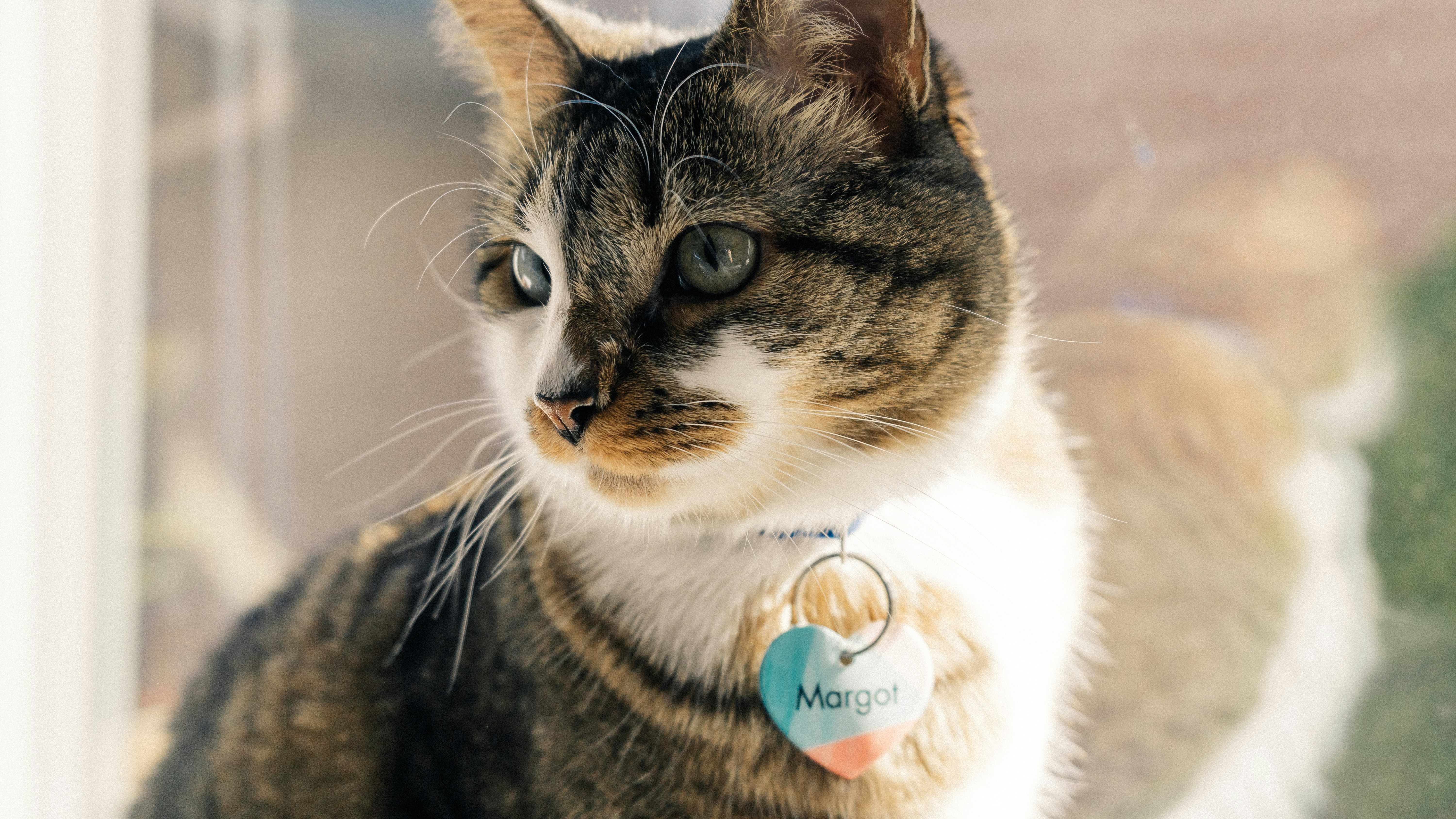 Whiskered Watcher in Soft Window Light