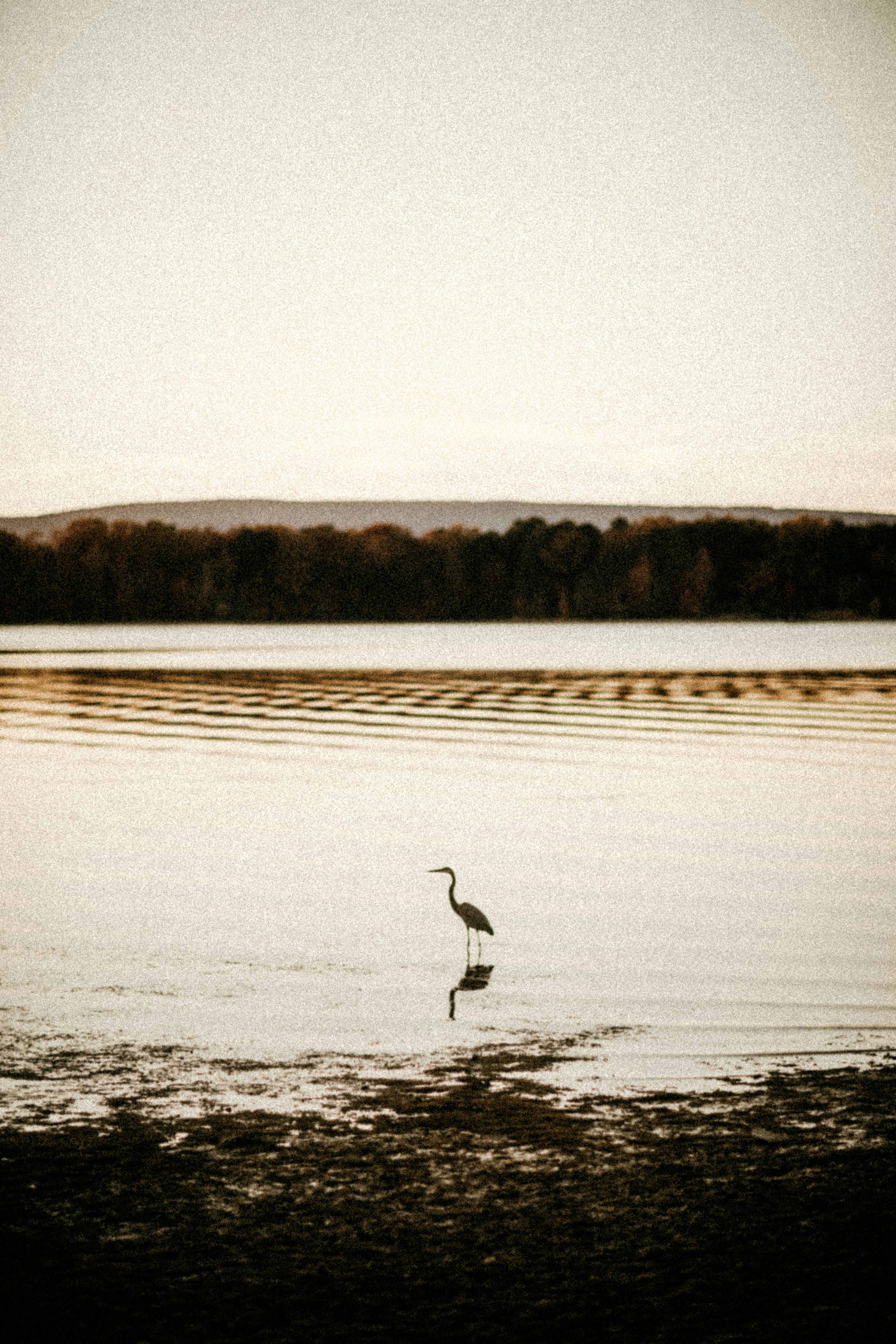 Solitary Heron at the Quiet Wetland's Edge