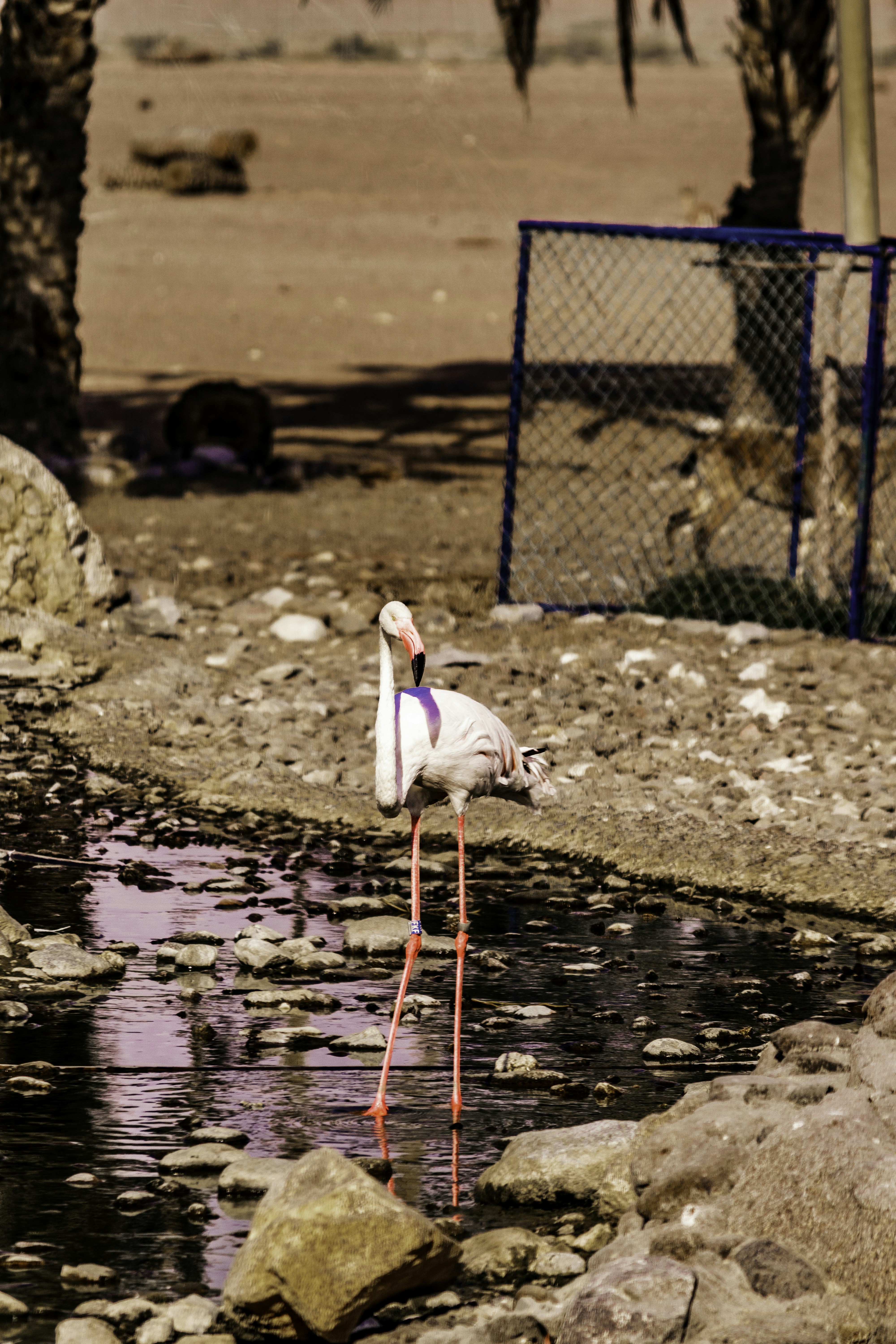 A flamingo stands elegantly in shallow water, surrounded by rocky terrain and palm trees in the background.