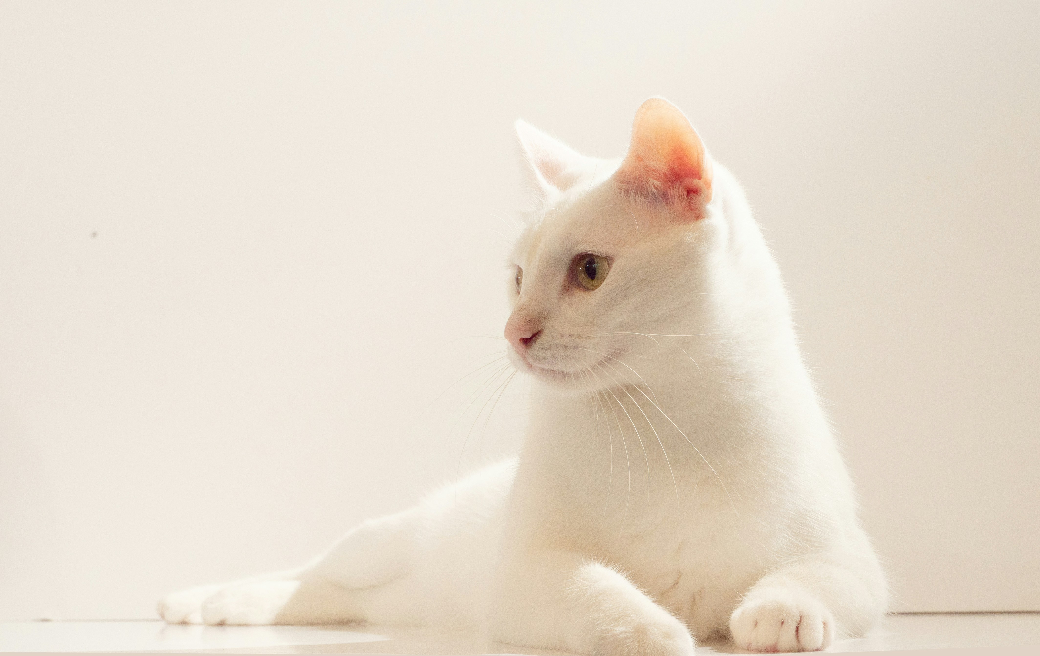 500+ White Cat Pictures [HD] | Download Free Images on Unsplash