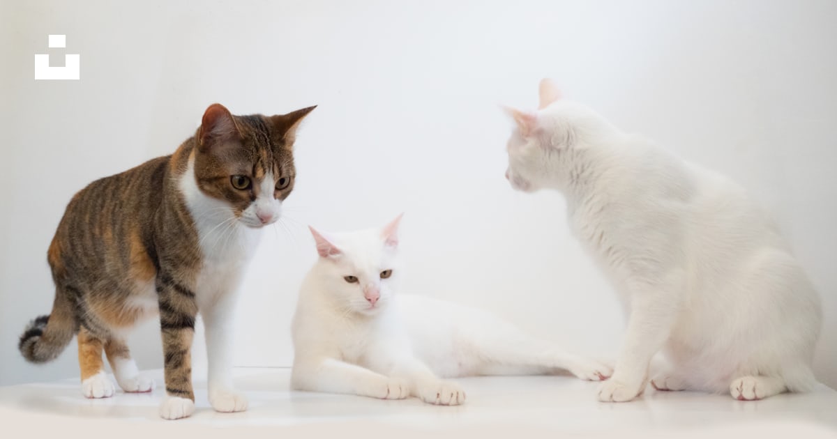 흰색과 갈색 고양이와 흰 고양이 사진 Unsplash의 무료 고양이 이미지