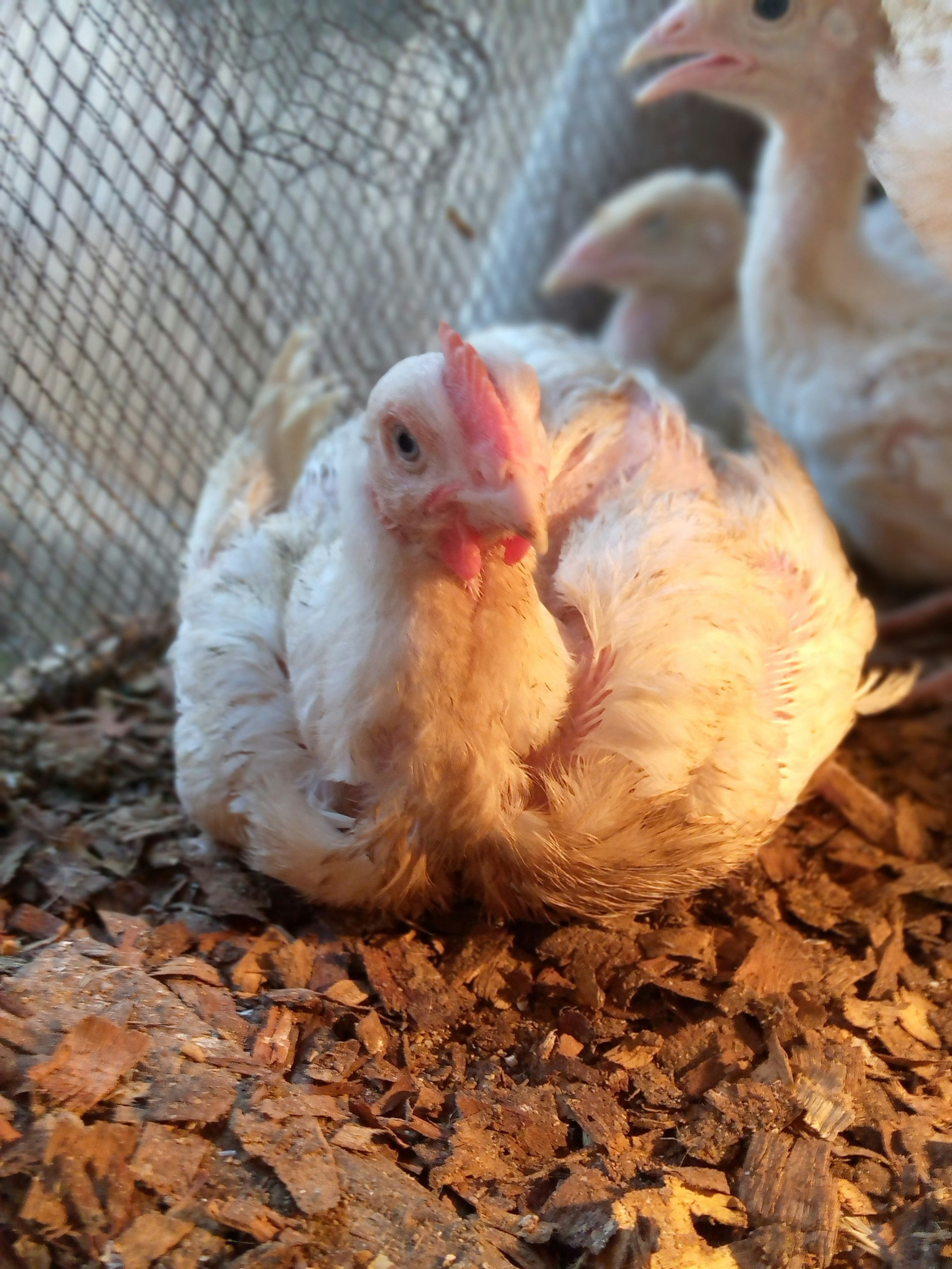 Warmth in the Coop: A Curled White Hen in Soft Evening Light