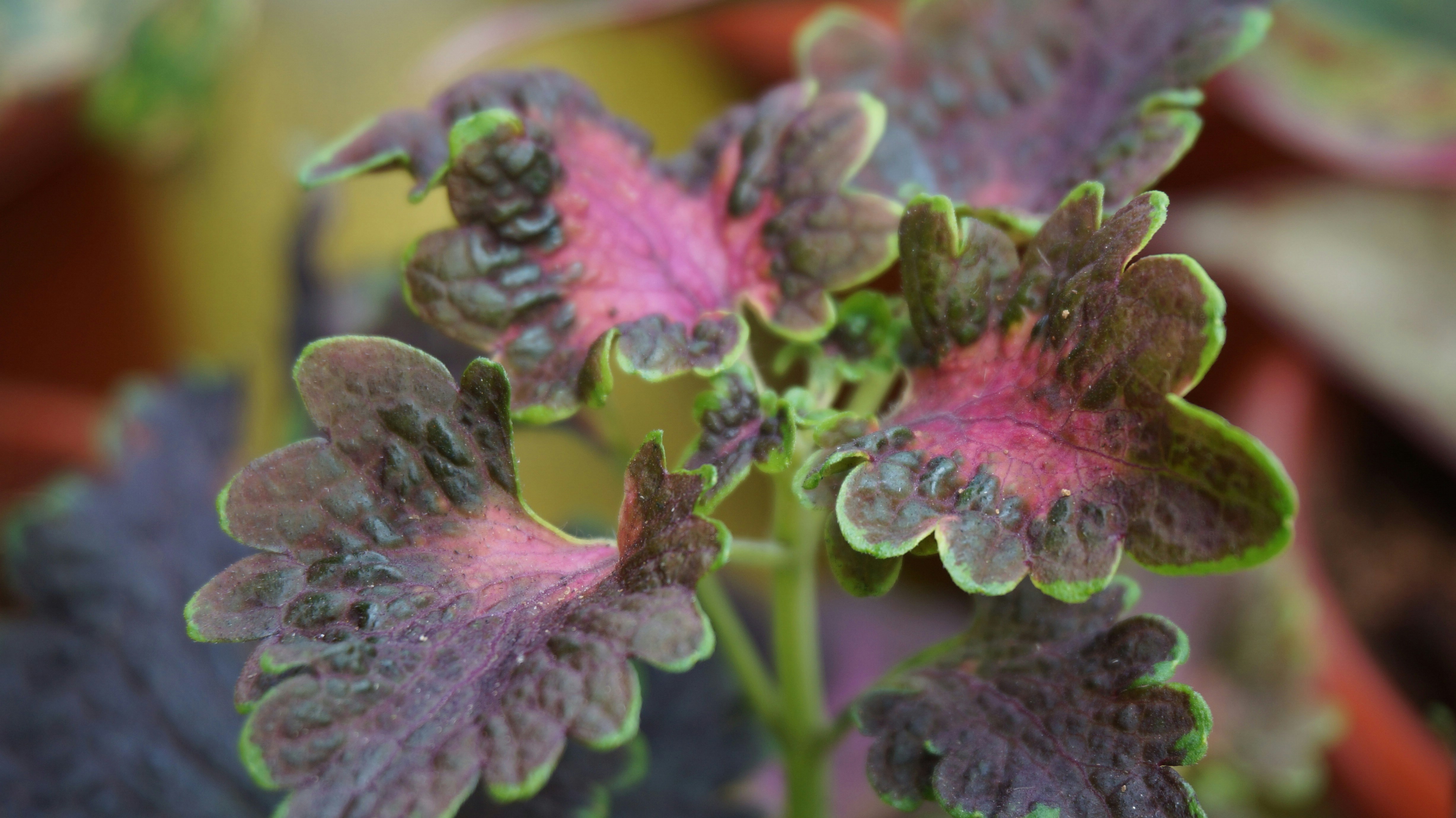 Plante rouge et verte en photographie rapprochée photo – Photo Plante ...