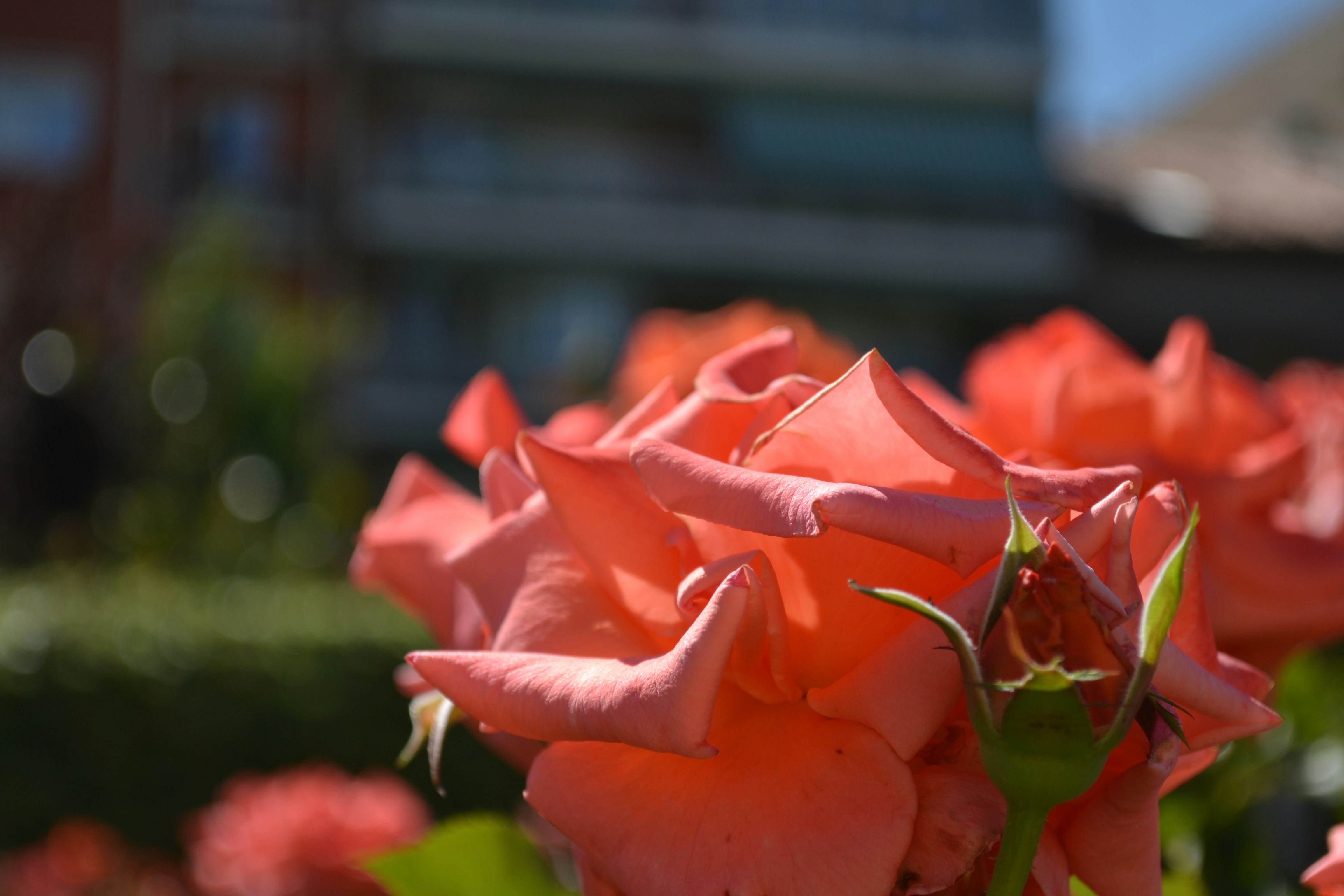Coral rose blossoms basking in sunlight, with a blurred background of greenery and structures. The delicate petals showcase intricate textures.