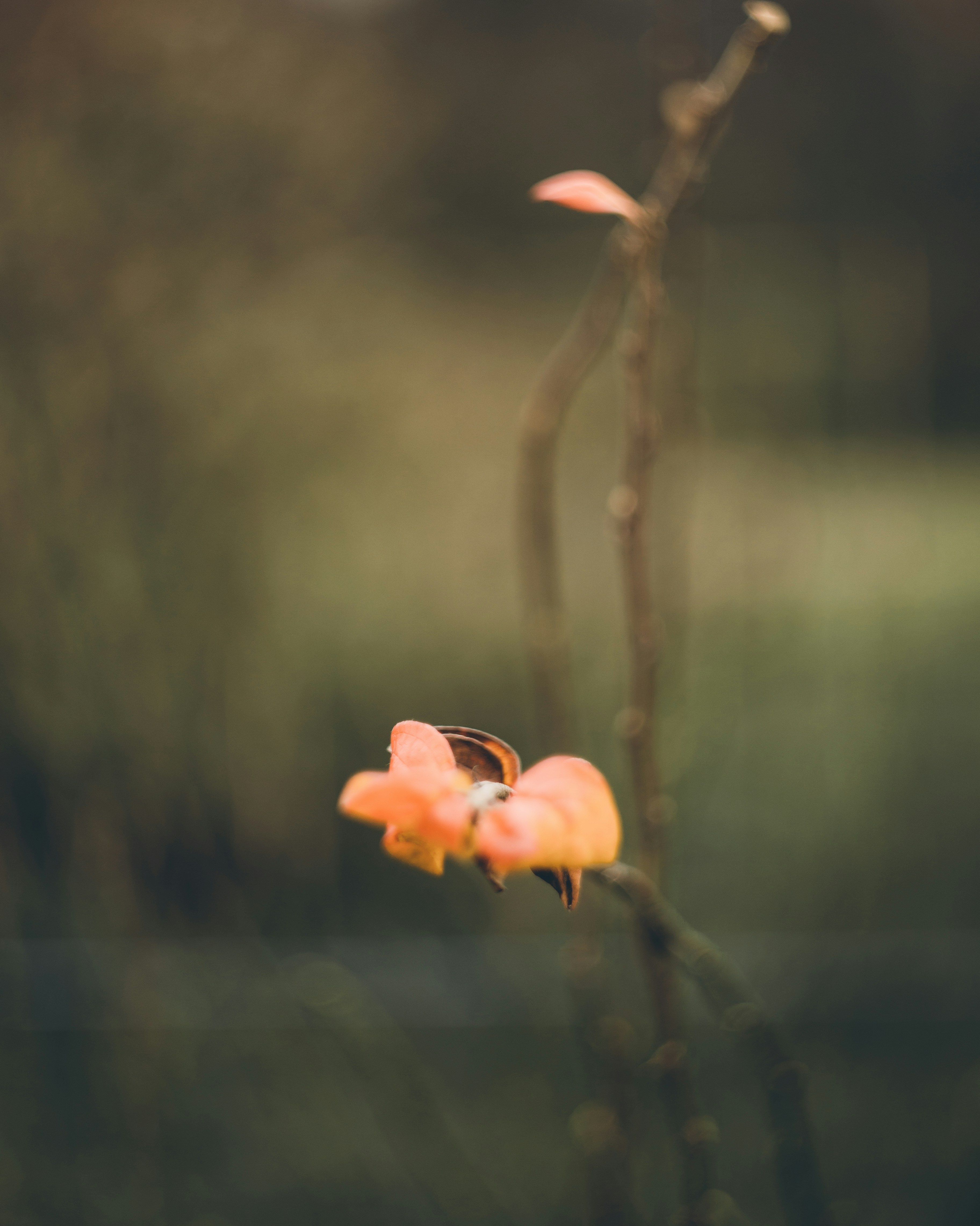 Delicate orange flower perched on a slender stem against a softly blurred background, embodying the essence of autumn's transition.
