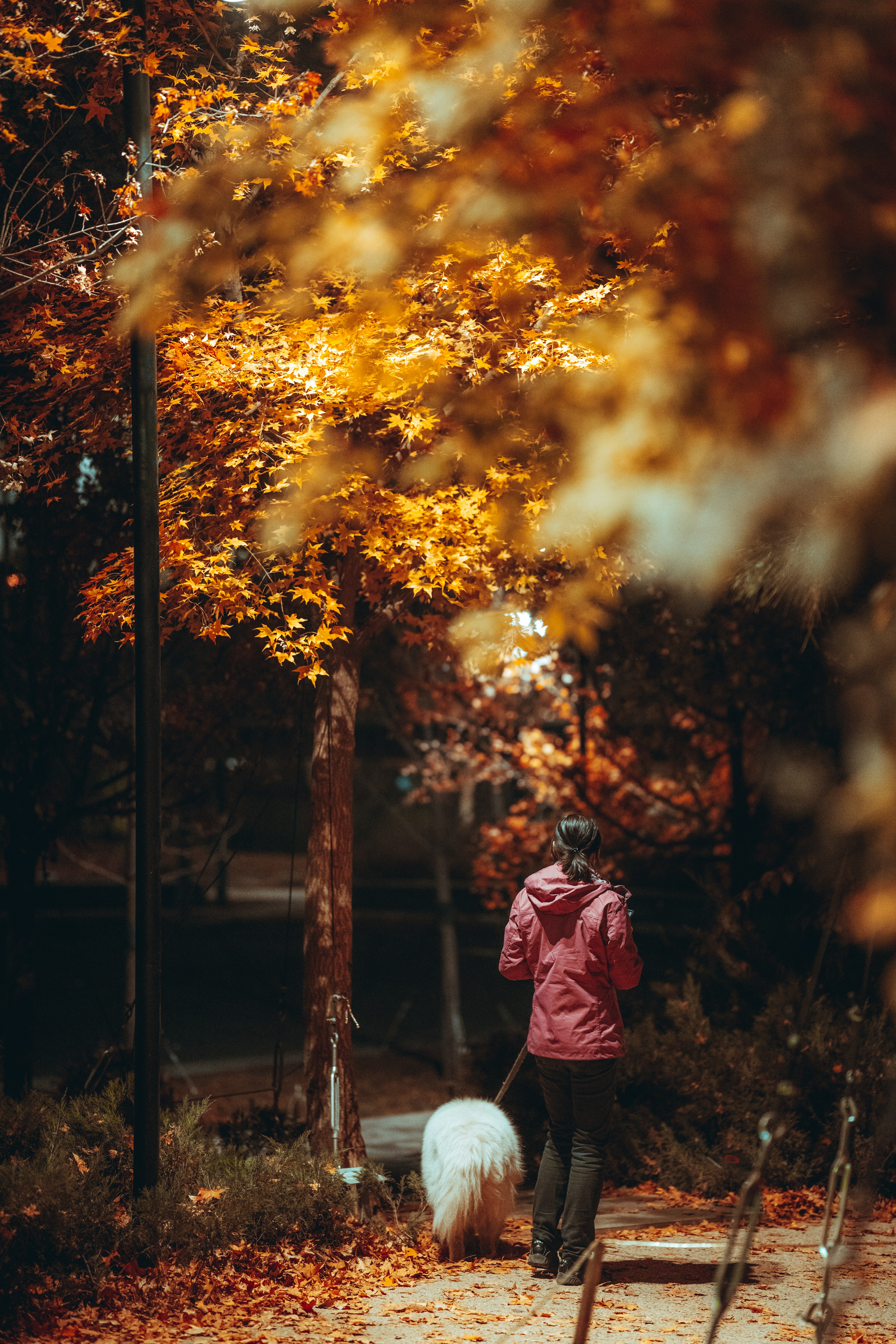Woman in a pink jacket walking a fluffy white dog along a path lined with vibrant autumn foliage. Warm colors create a serene atmosphere.