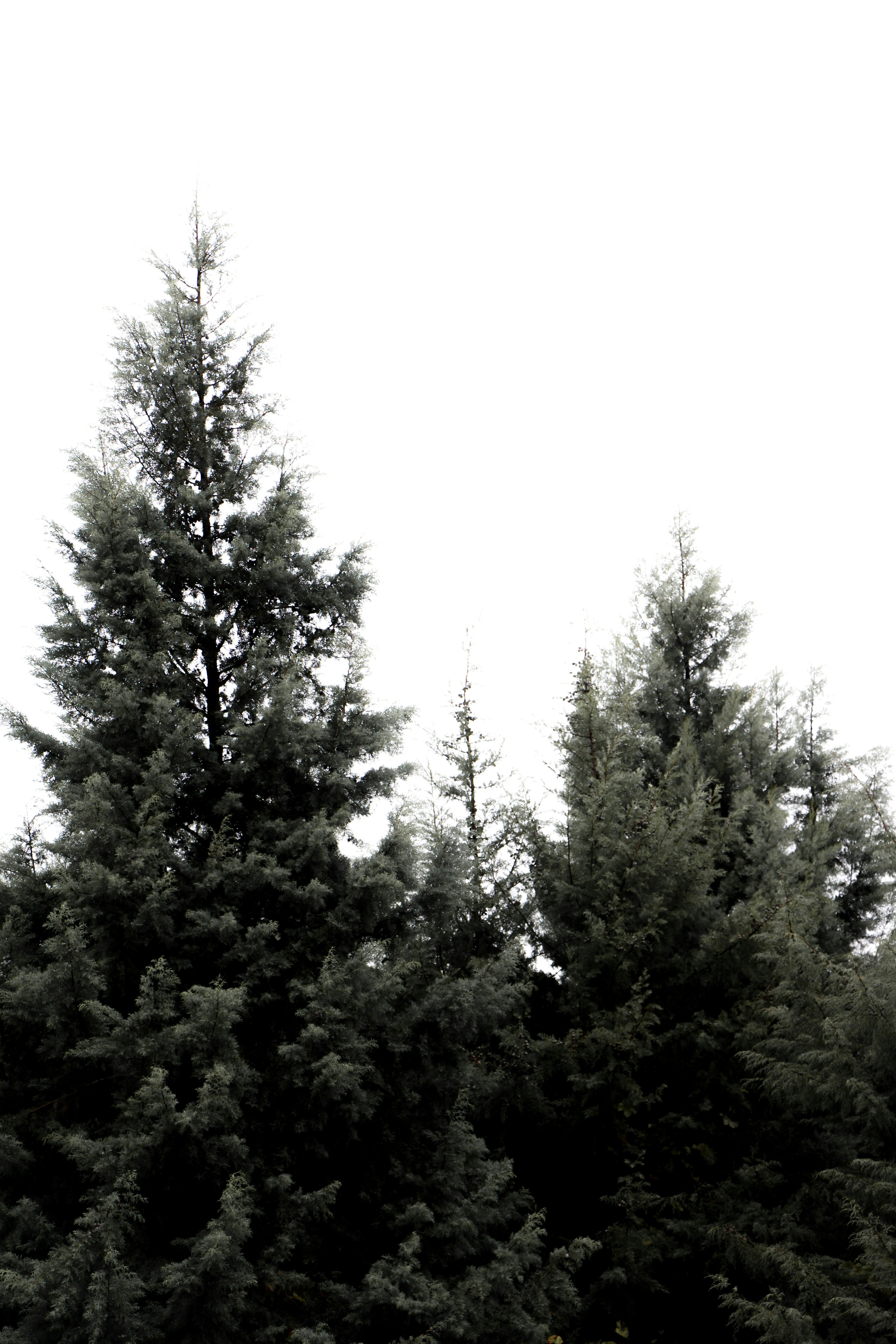 Tall evergreen trees rise against a bright, overcast sky, showcasing their lush foliage. The scene captures the tranquil essence of nature.