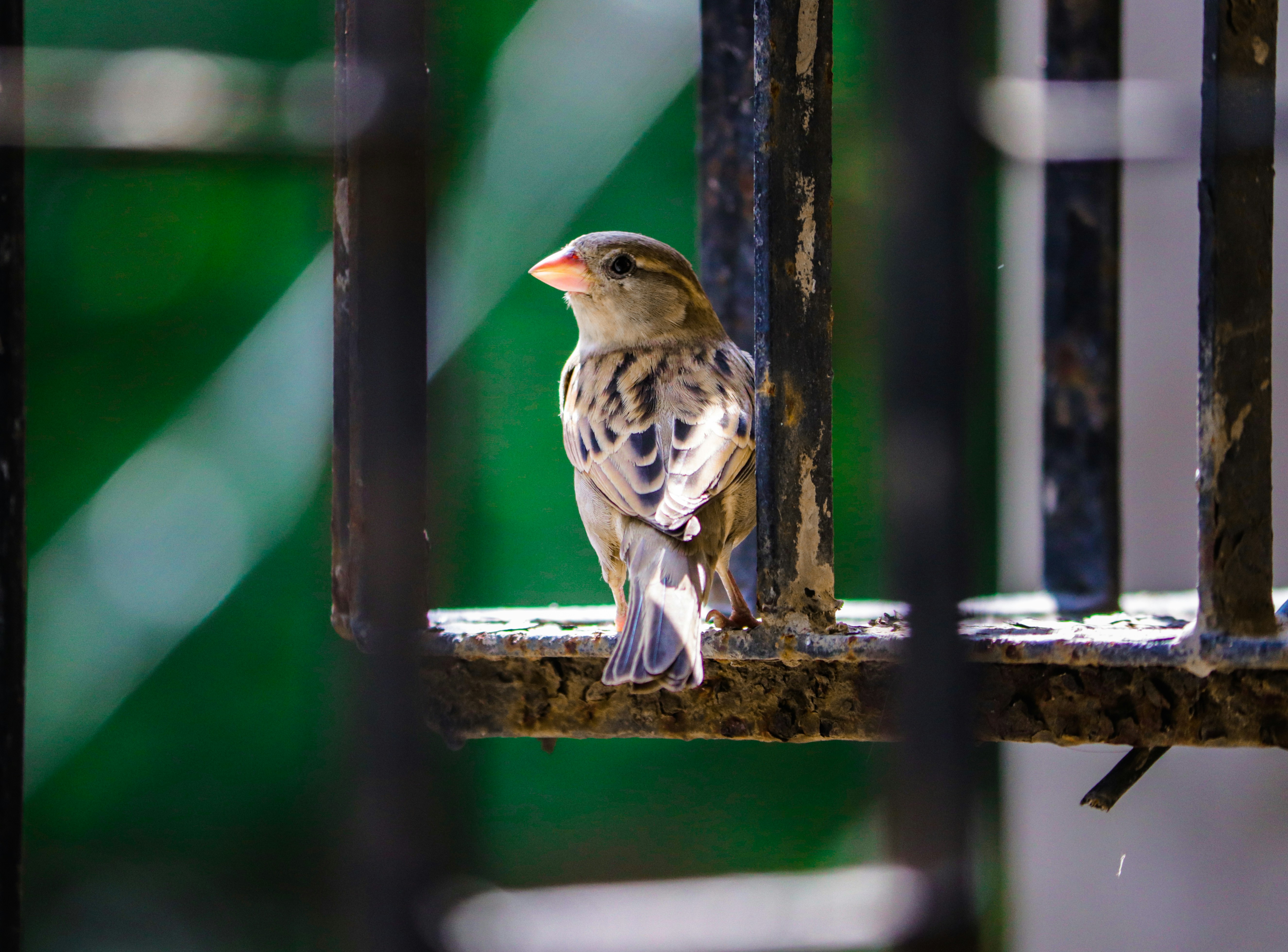 Perched on a Weathered Rail: A Sparrow Graces a Rusty Barrier