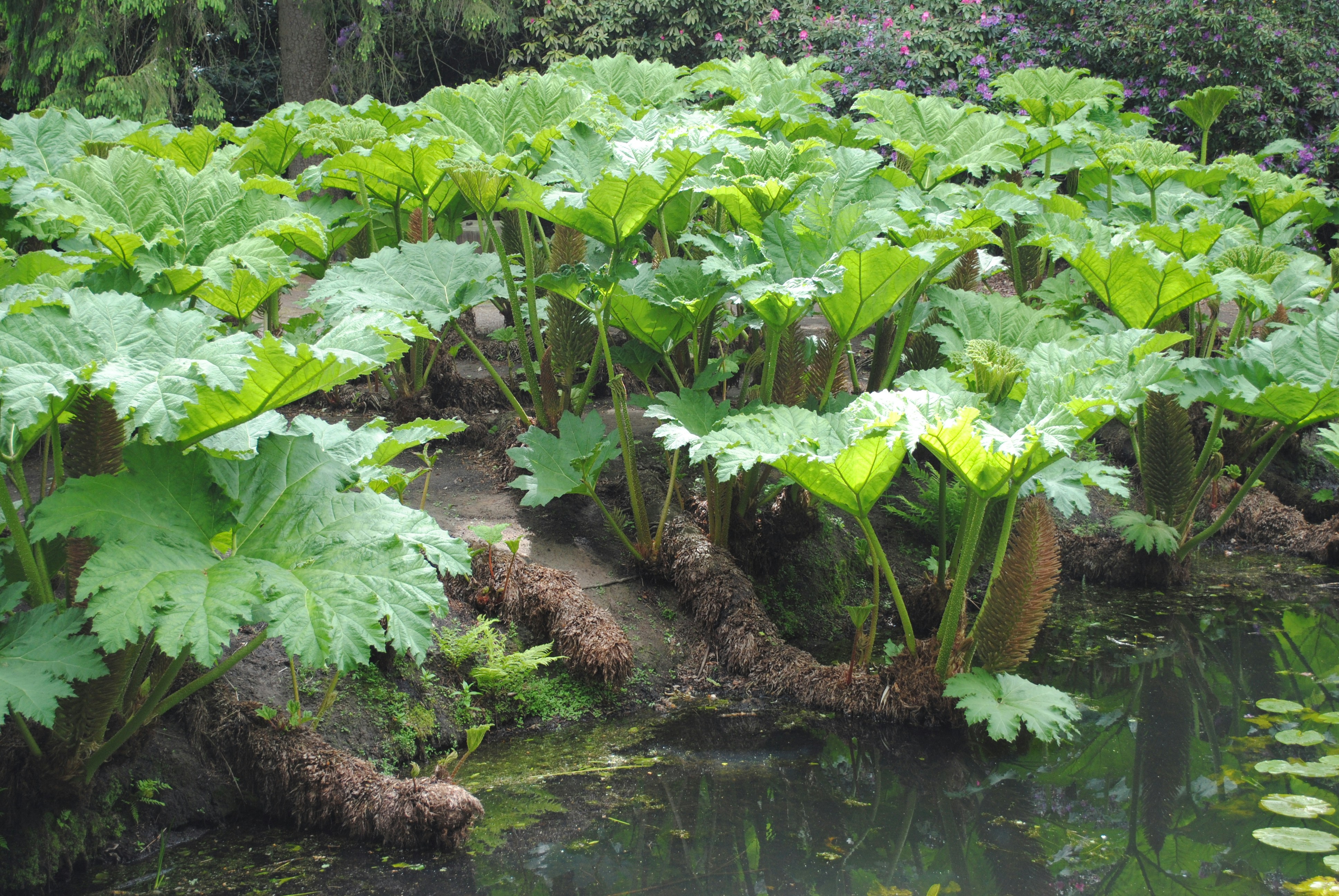 Gunnera Manicata Photos | Télécharger des images gratuites sur Unsplash