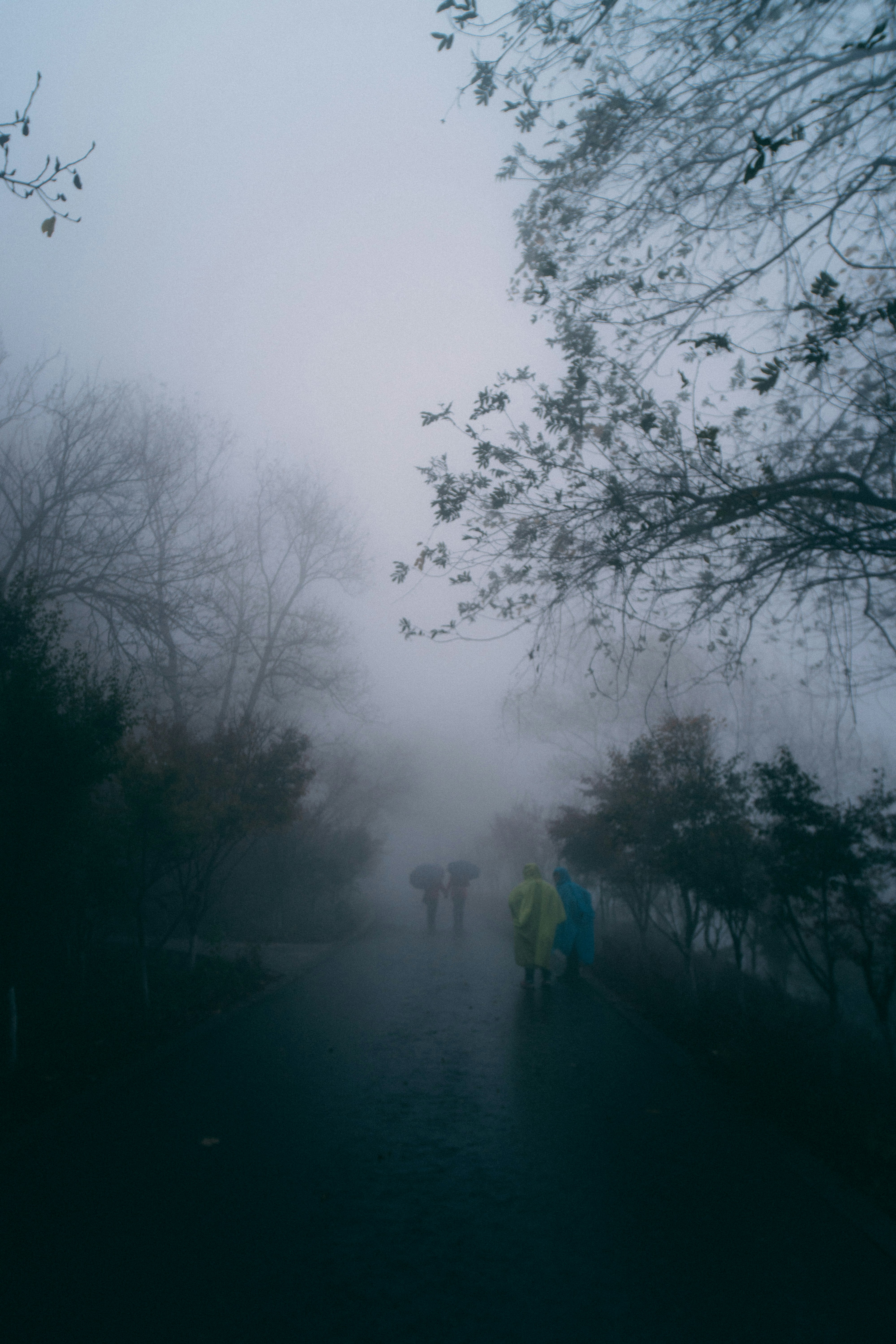 Two figures in colorful raincoats walking along a fog-laden path surrounded by trees. The scene evokes a sense of mystery and tranquility.