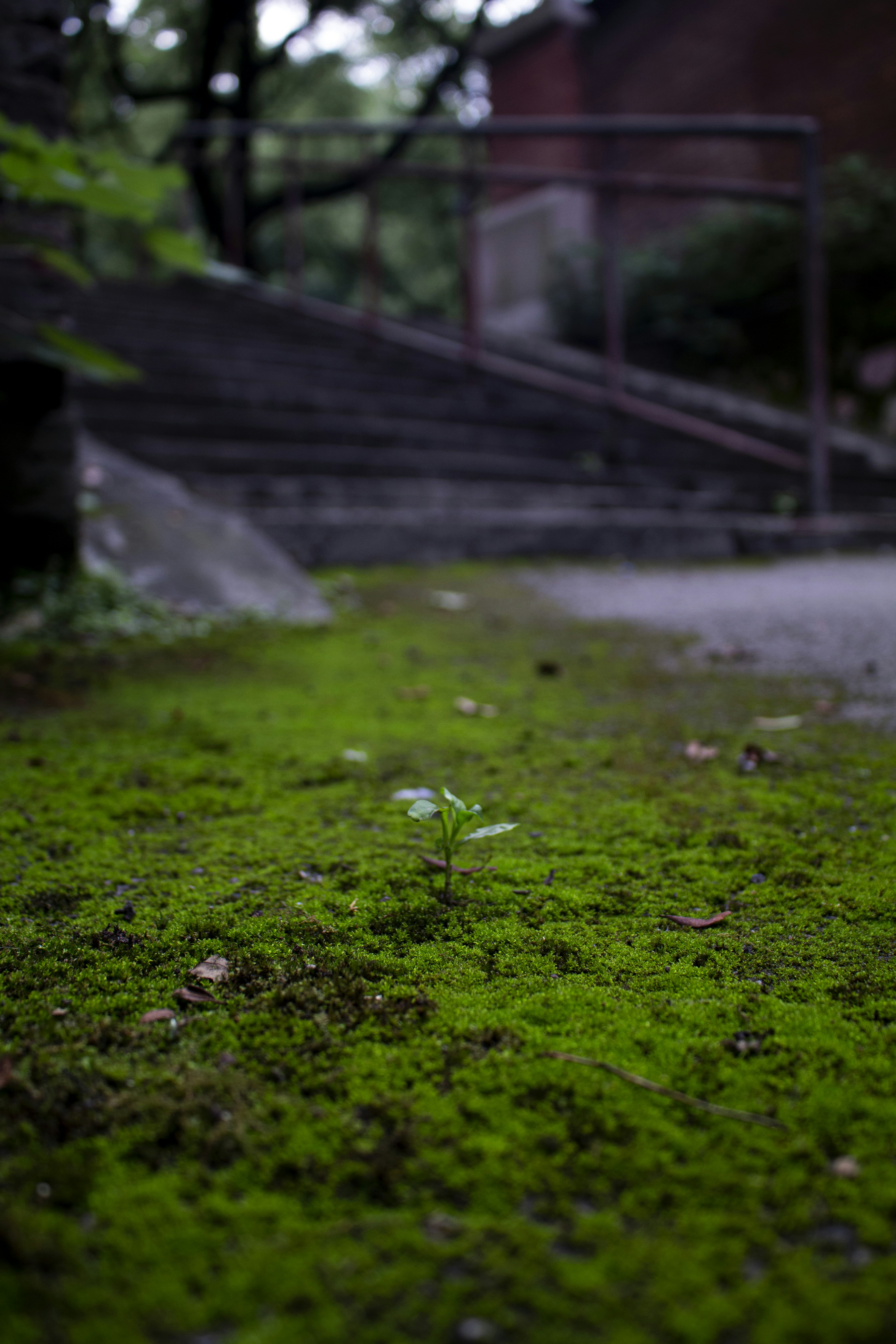 green grass on the ground