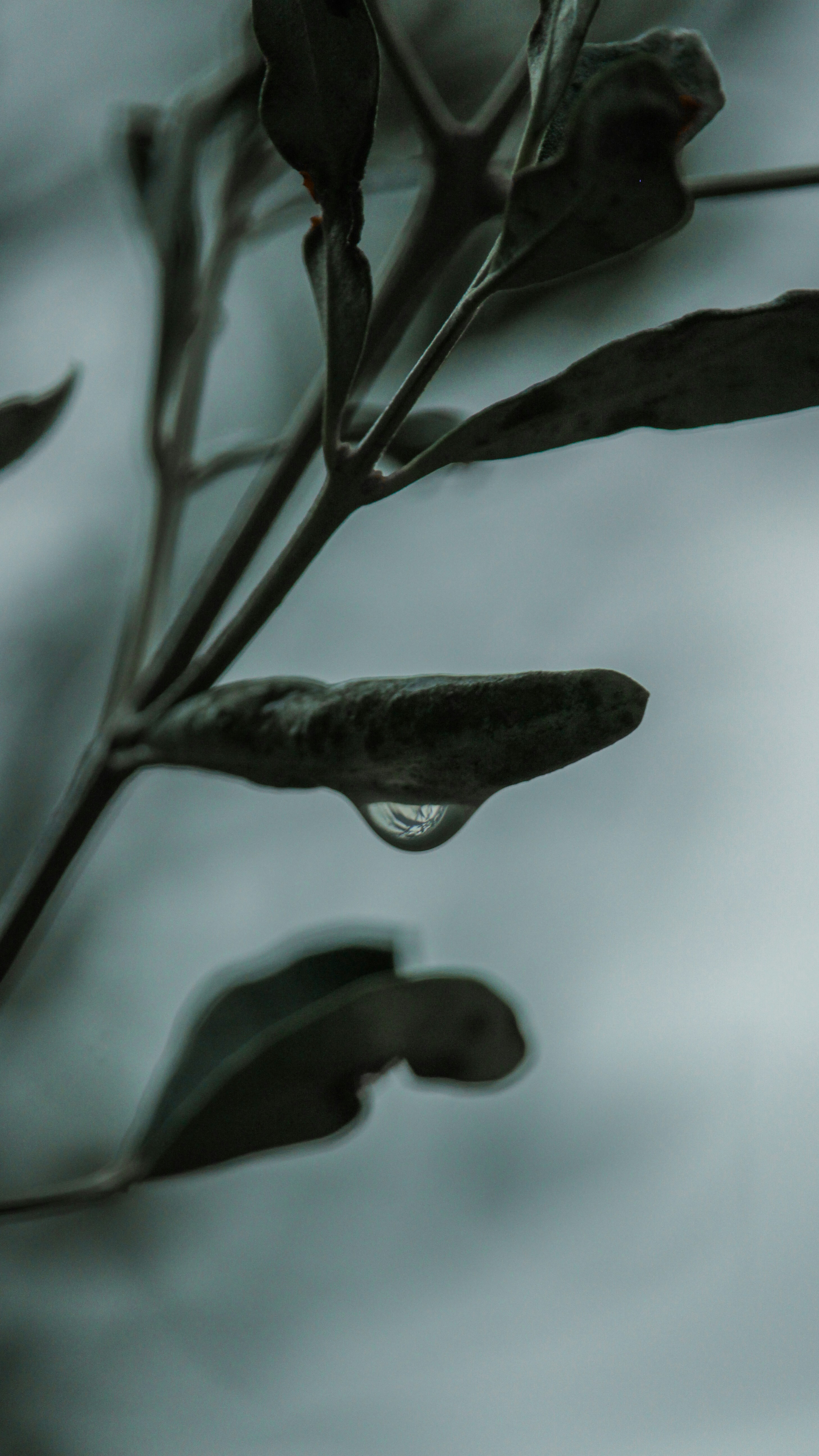 Water drop on green plant photo – Free Dslr Image on Unsplash